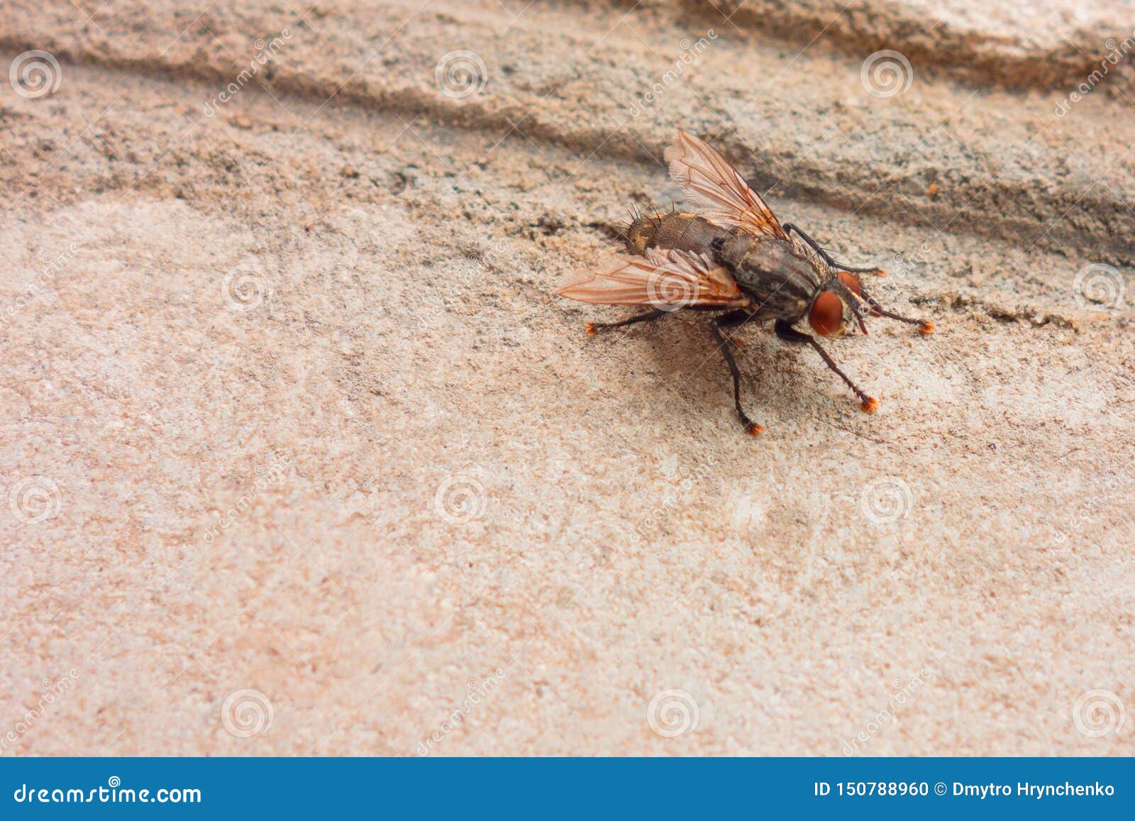 Insect Control Concept Image. Closeup of the Fly Pest As a Potential ...
