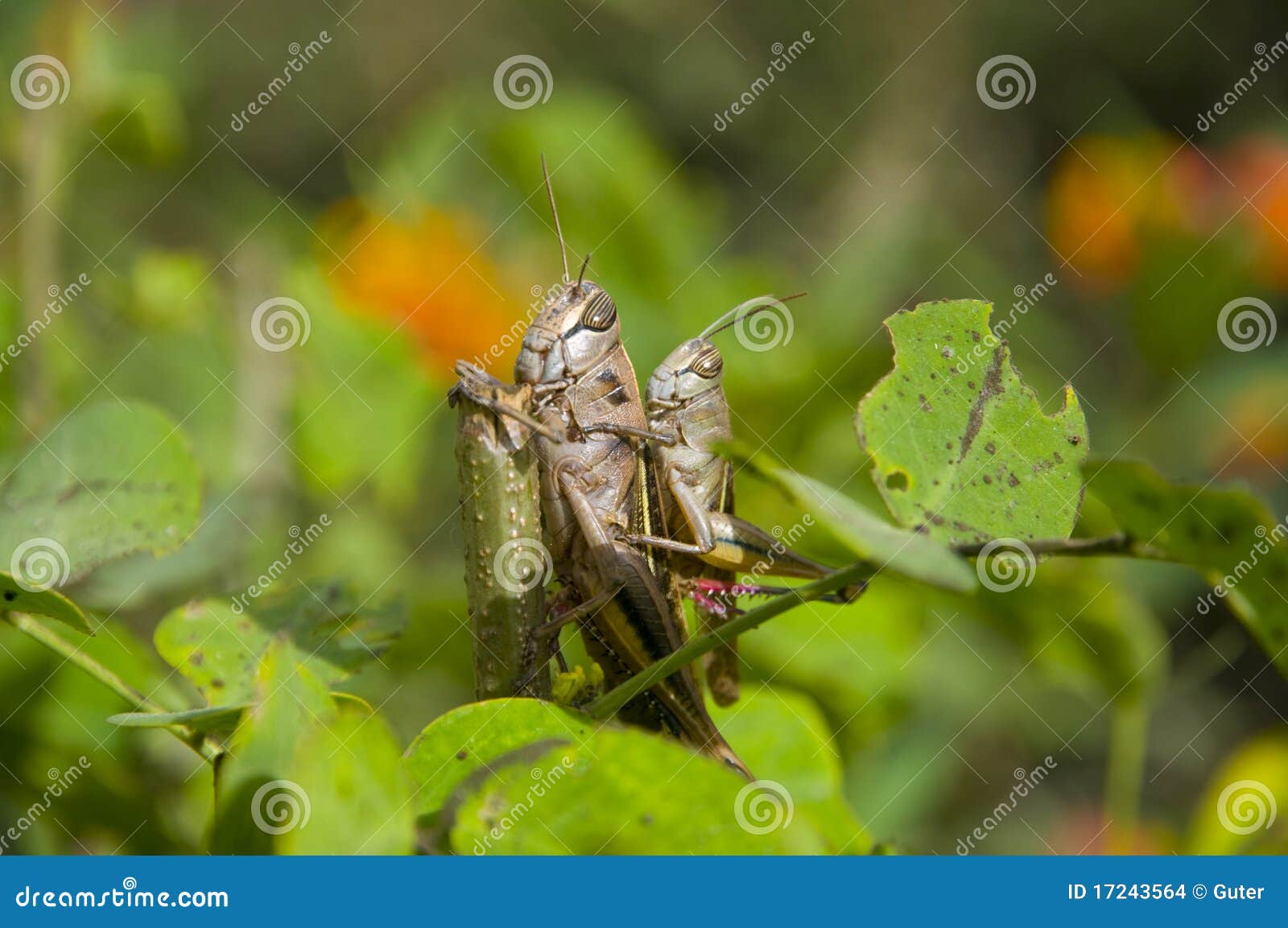 Insect couple stock photo. Image of green, leaves, garden - 17243564