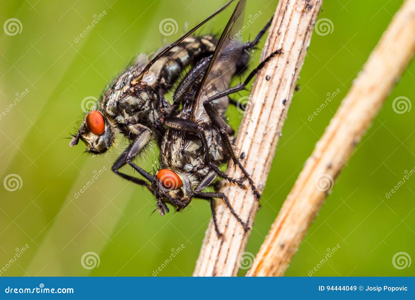 Insect couple stock image. Image of love, macro, eyes - 94444049