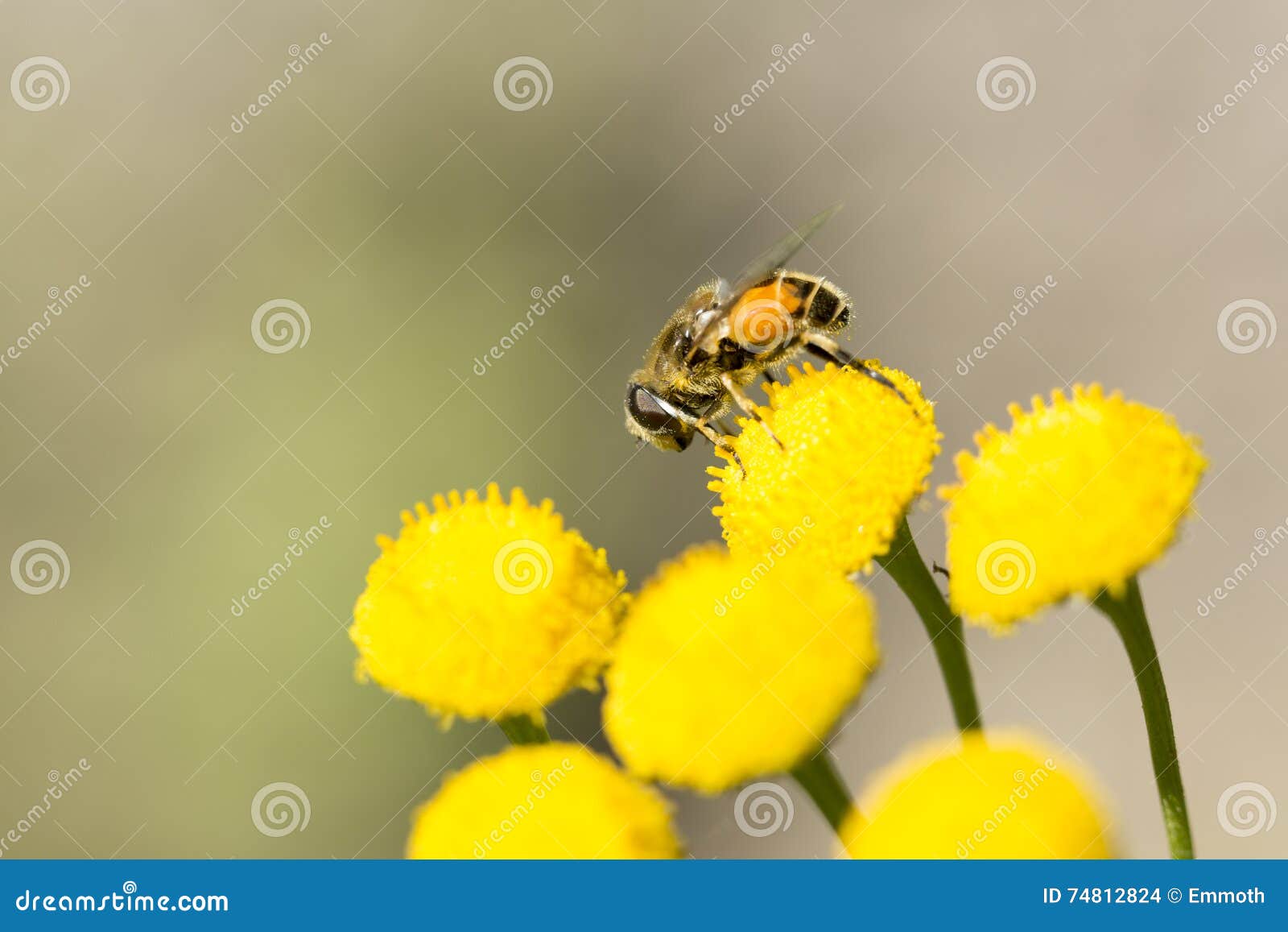 Insect Covered in Pollen on Flower Stock Photo - Image of animal ...
