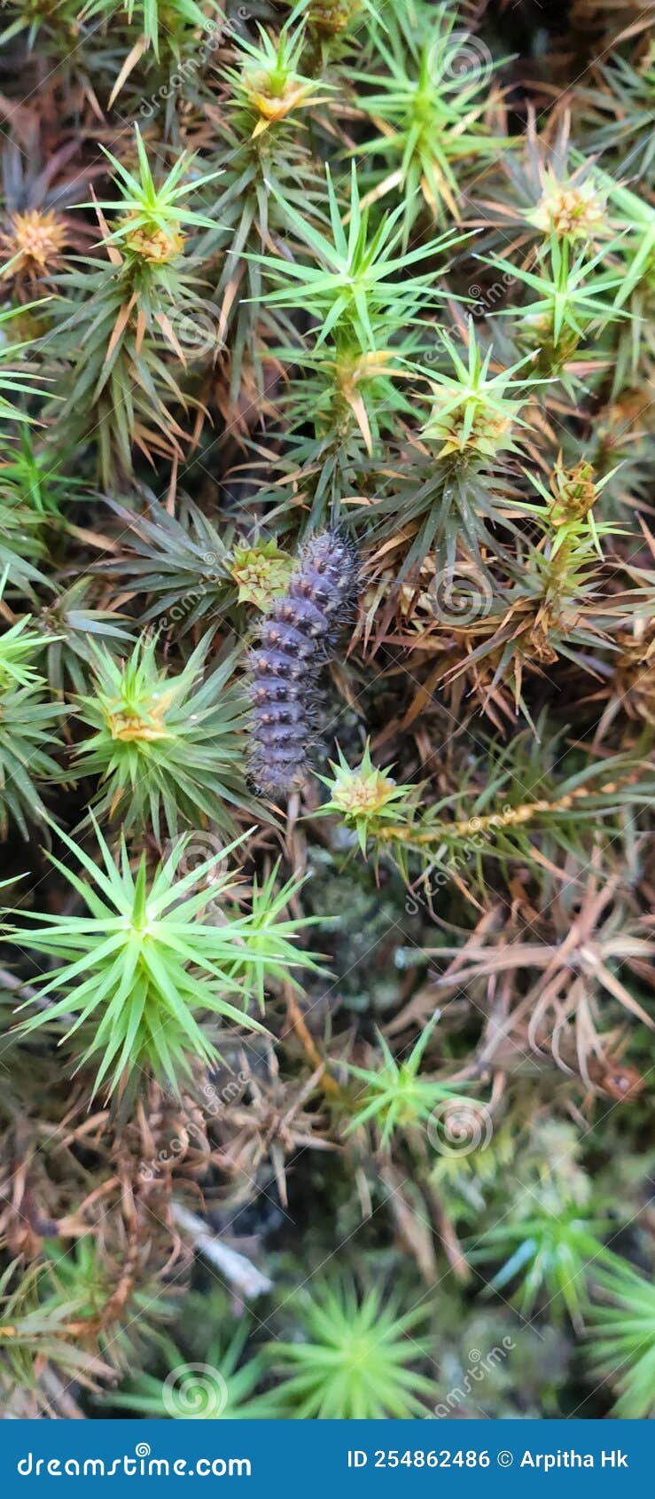 Insect crawling on bush stock photo. Image of flower - 254862486