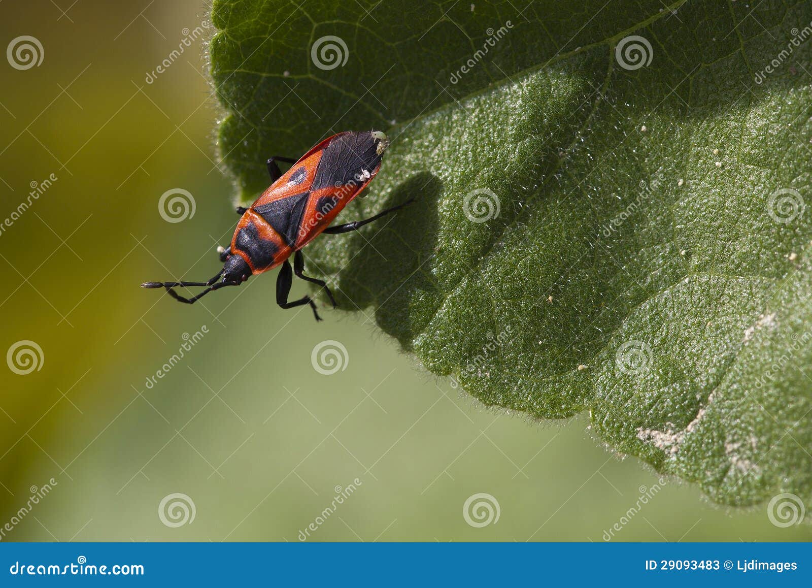 Insect Crawling at the End of a Leaf Stock Image - Image of spring ...
