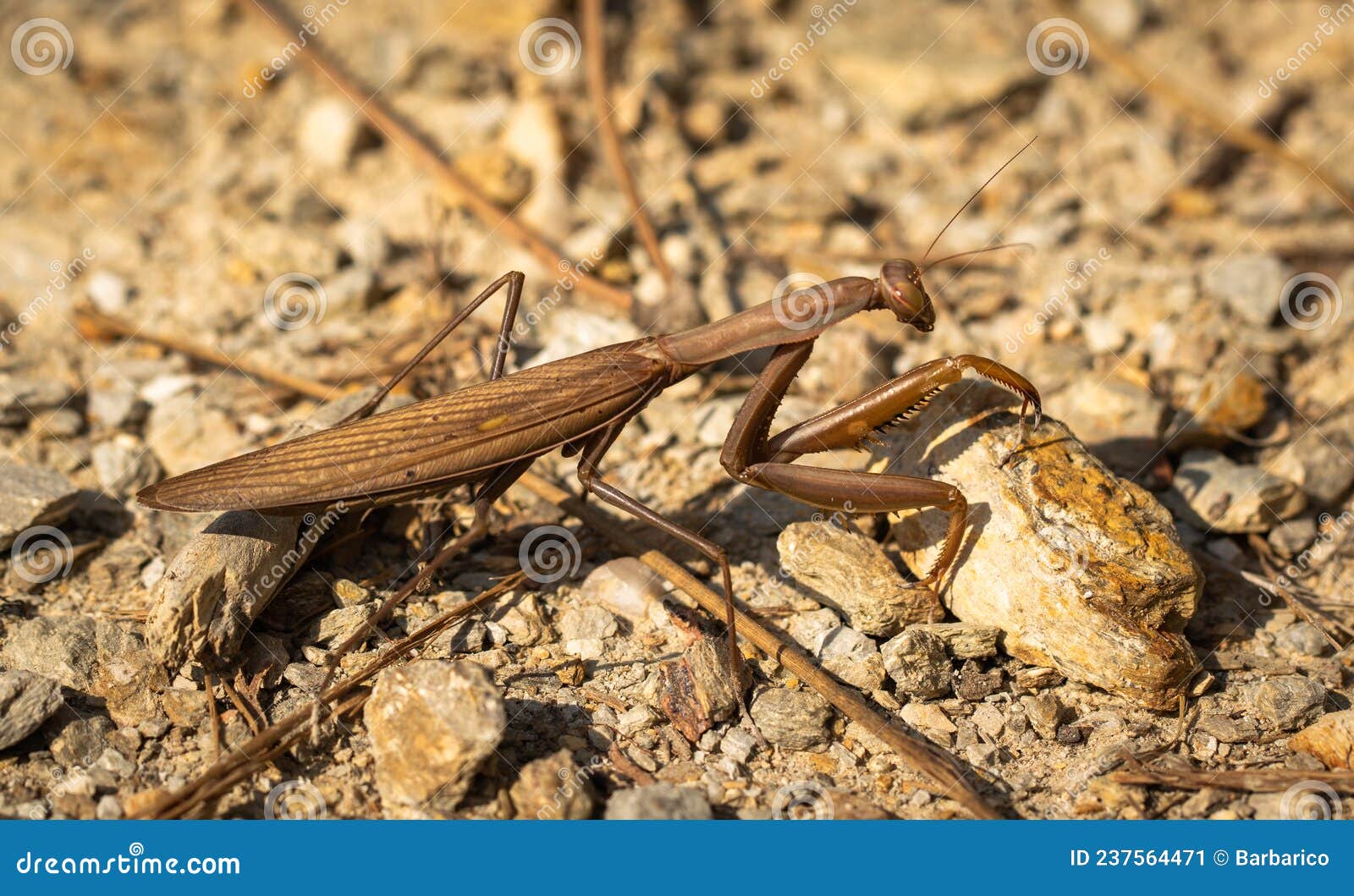 An Insect Crawling on the Ground Stock Image - Image of vicentina ...