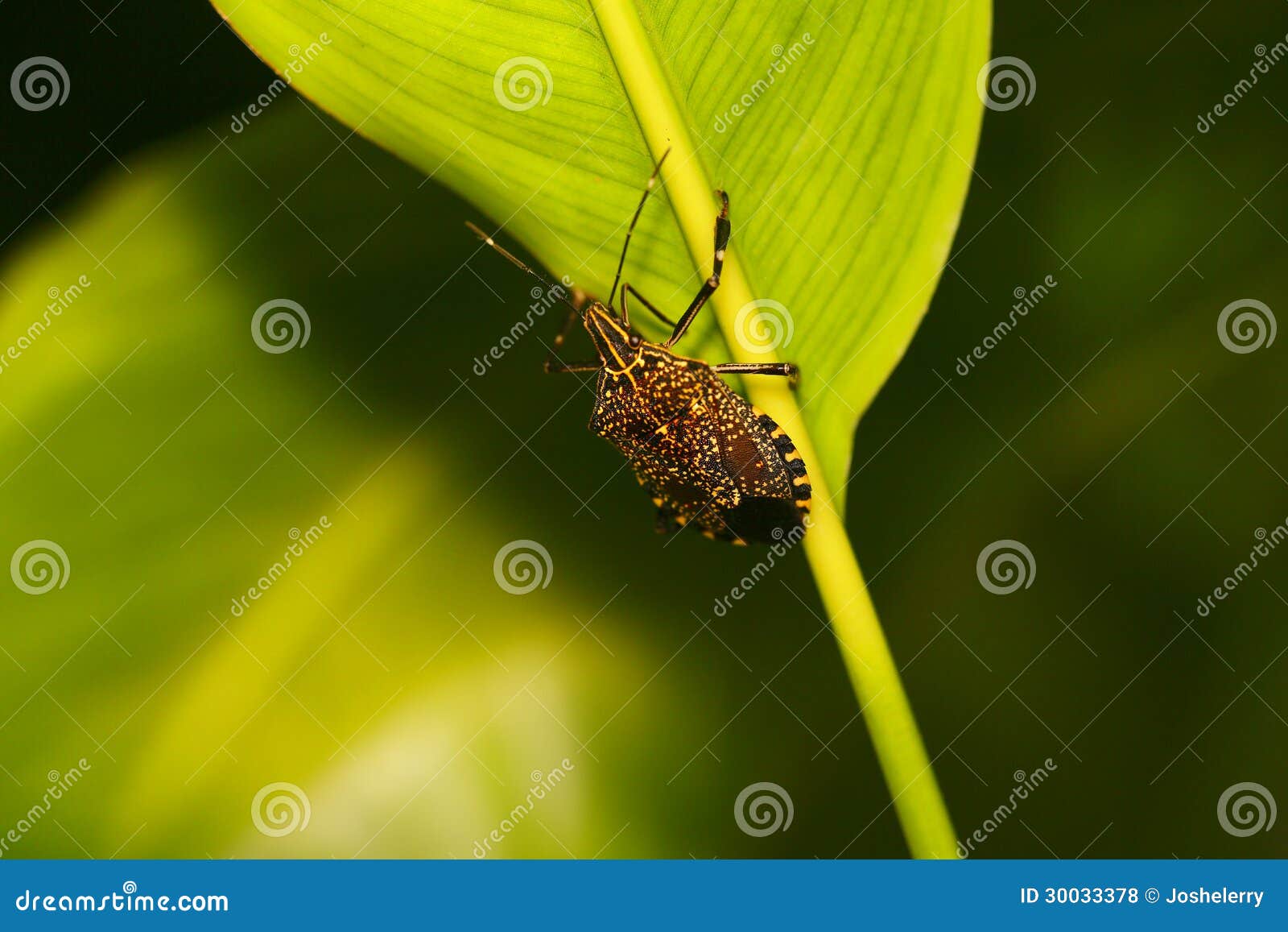Insect on leaf stock photo. Image of life, plant, insect - 30033378