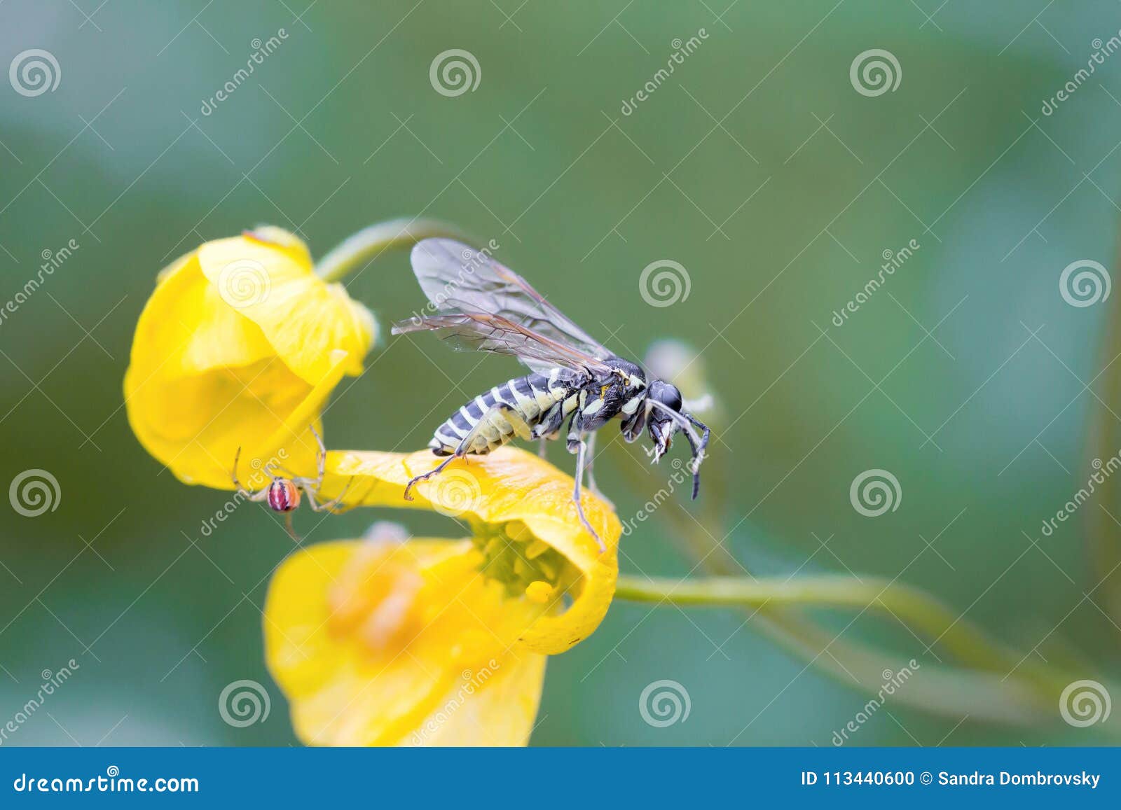 An Insect Crawls Up on the Grass Outside Stock Photo - Image of insect ...