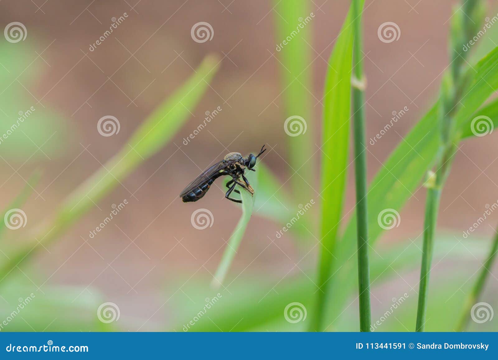 An Insect Crawls Up on the Grass Outside Stock Image - Image of garden ...
