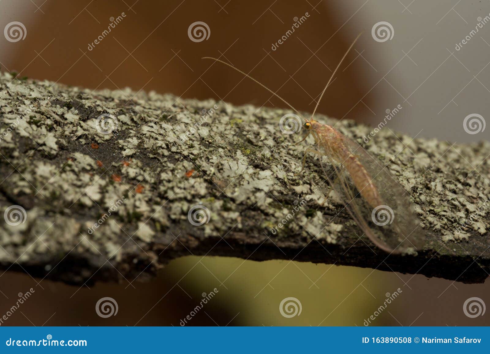 Insect Creeping on Tree Bark Stock Photo - Image of caterpillar, insect ...