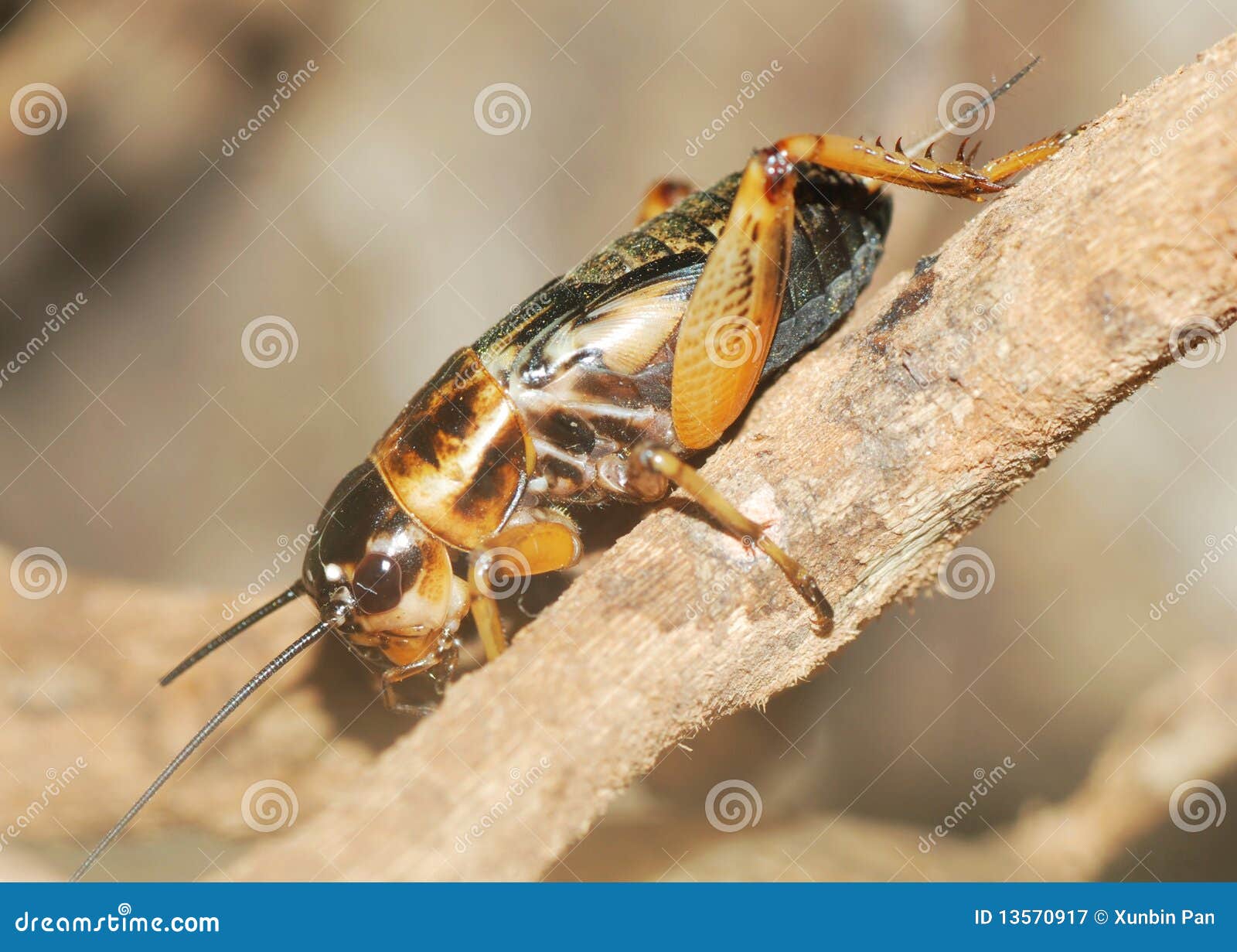 Insect cricket stock image. Image of amazon, arthropod - 13570917