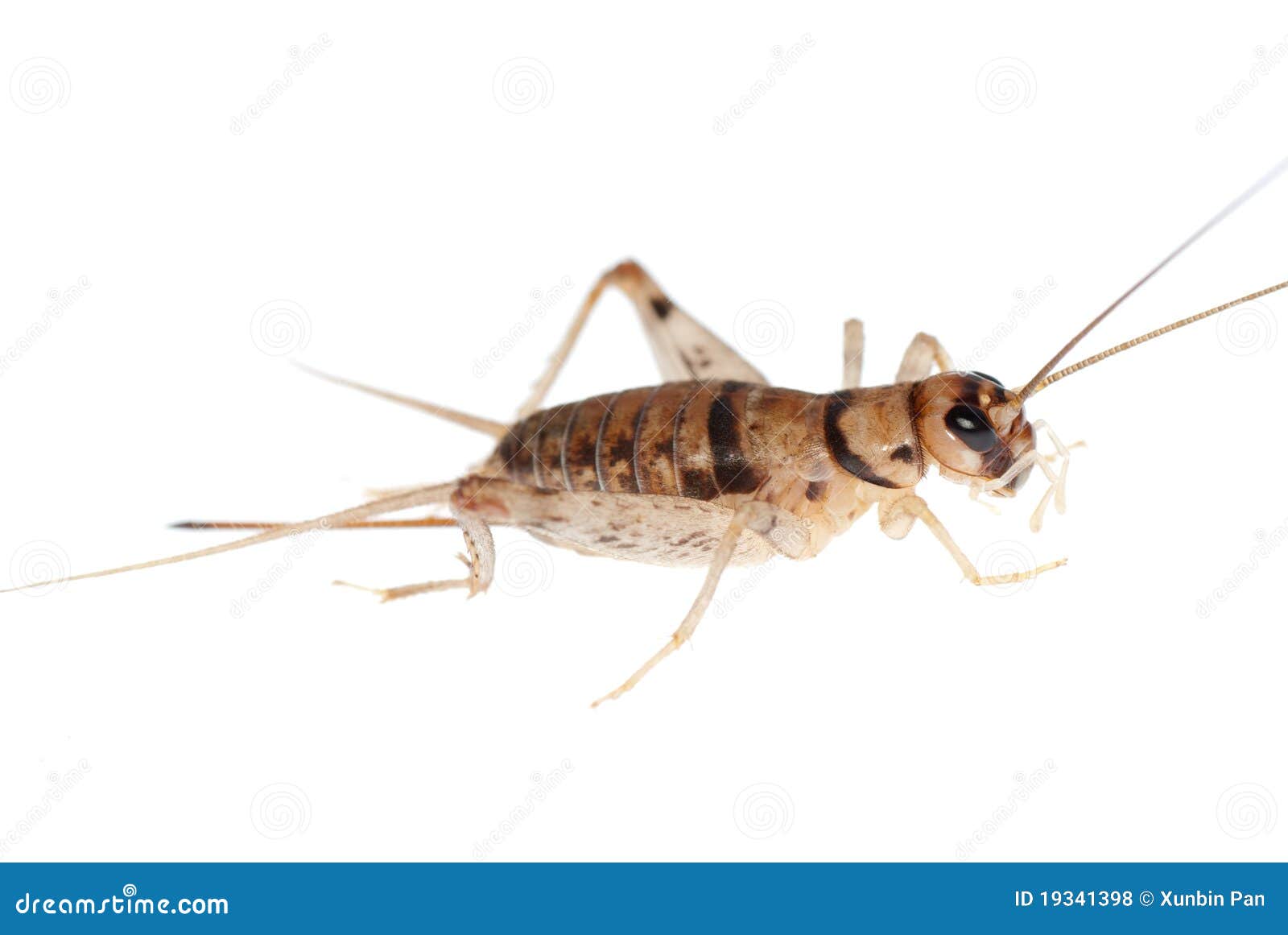 Insect cricket stock photo. Image of foot, background - 19341398