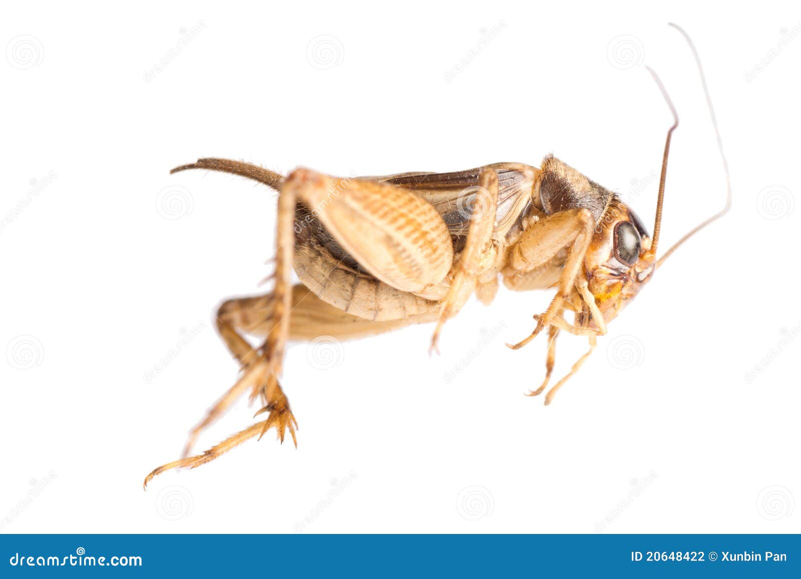 Insect cricket stock photo. Image of horned, grasshopper - 20648422