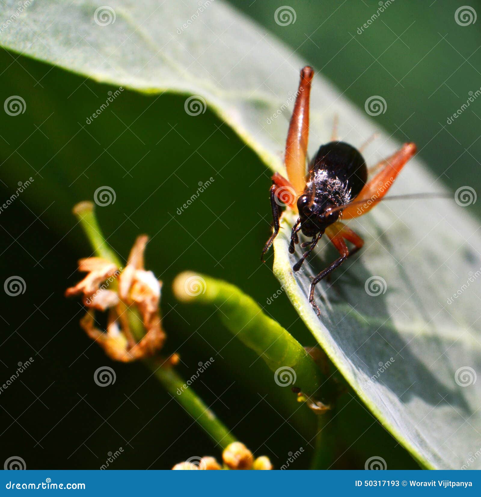 Insect Cricket close up stock image. Image of stem, small - 50317193