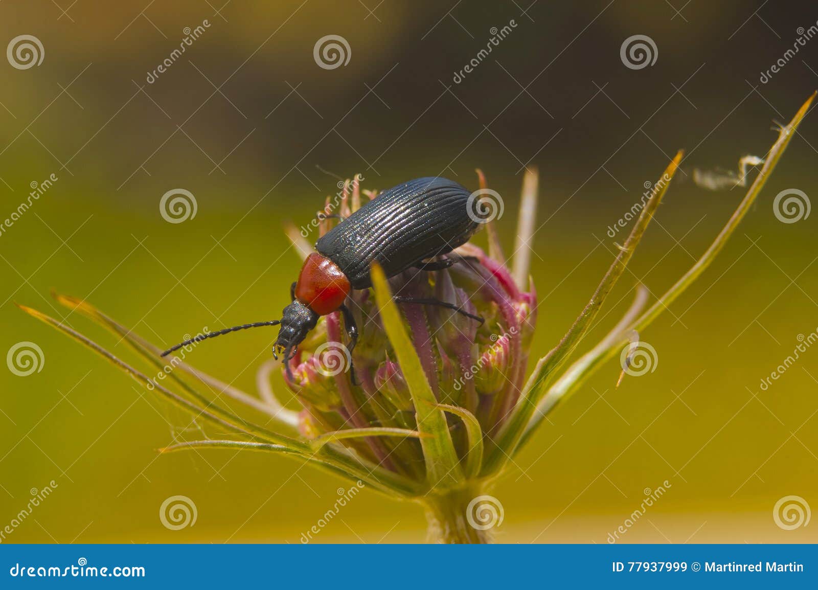 Insect stock image. Image of staring, butterfly, female - 77937999