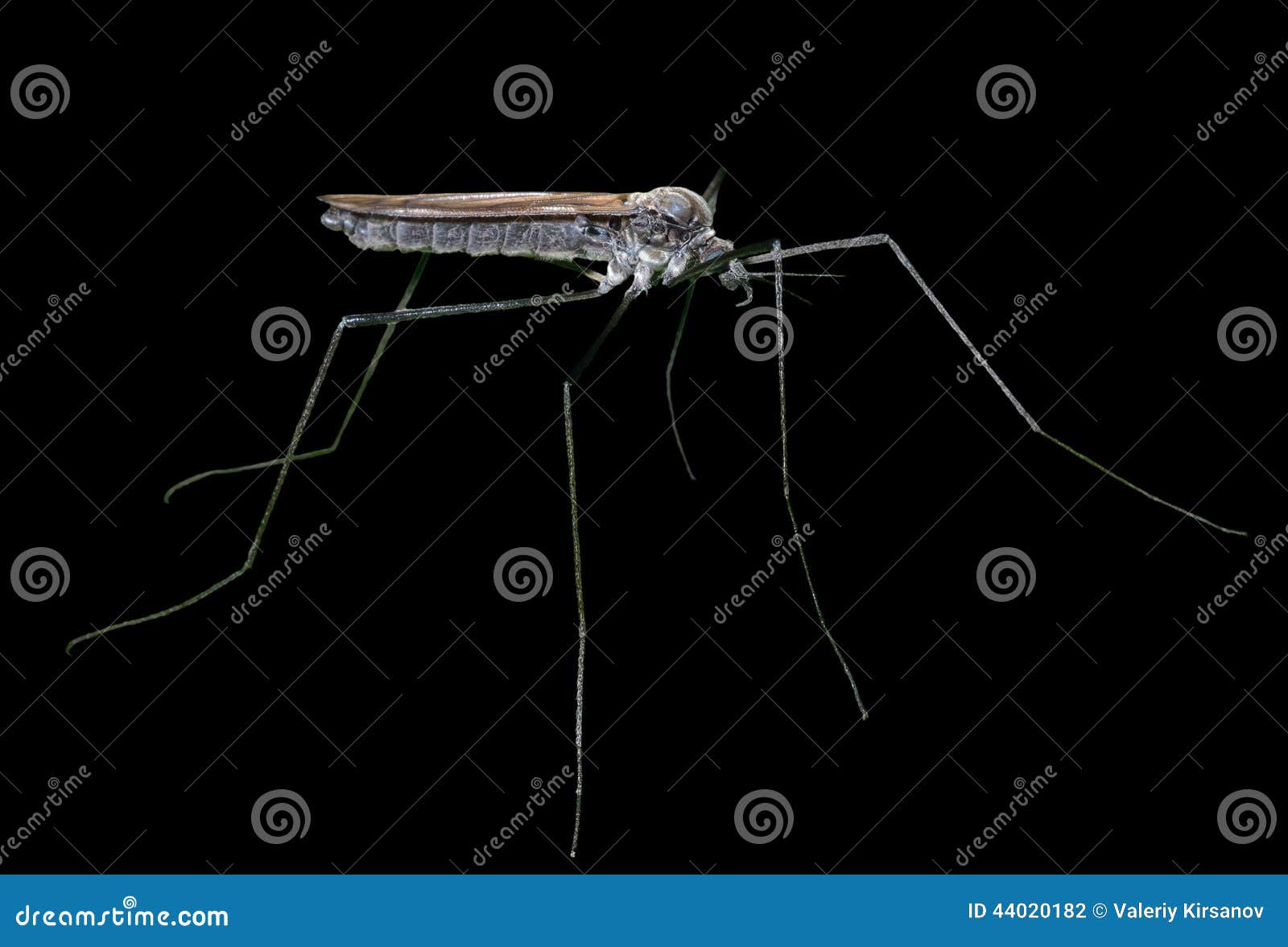 Insect daddy-long-legs 7 stock photo. Image of close - 44020182