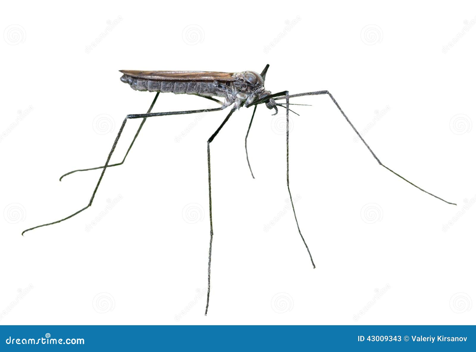 Insect daddy-long-legs 8 stock image. Image of cranefly - 43009343