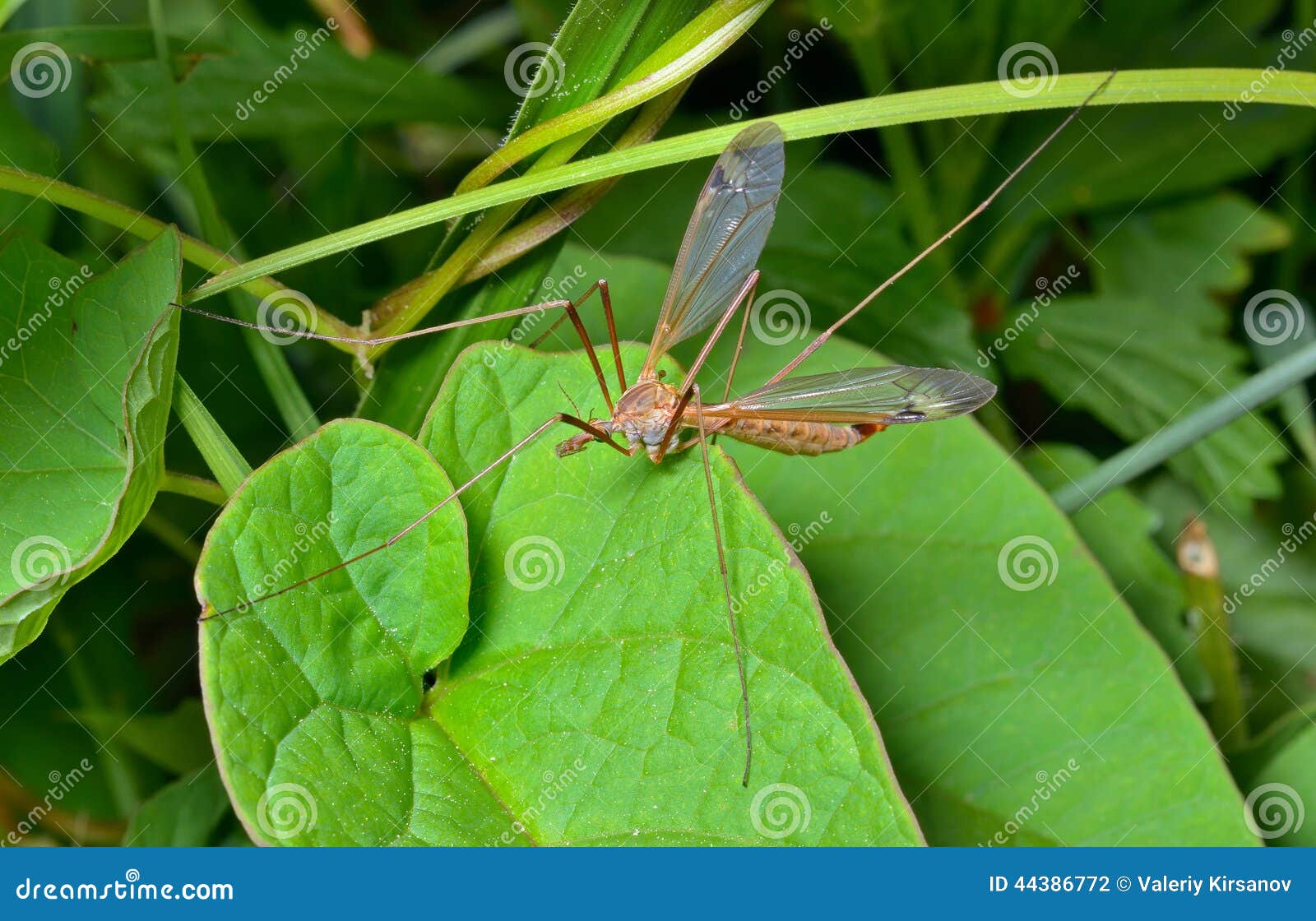 Insect daddy-long-legs 5 stock photo. Image of halter - 44386772