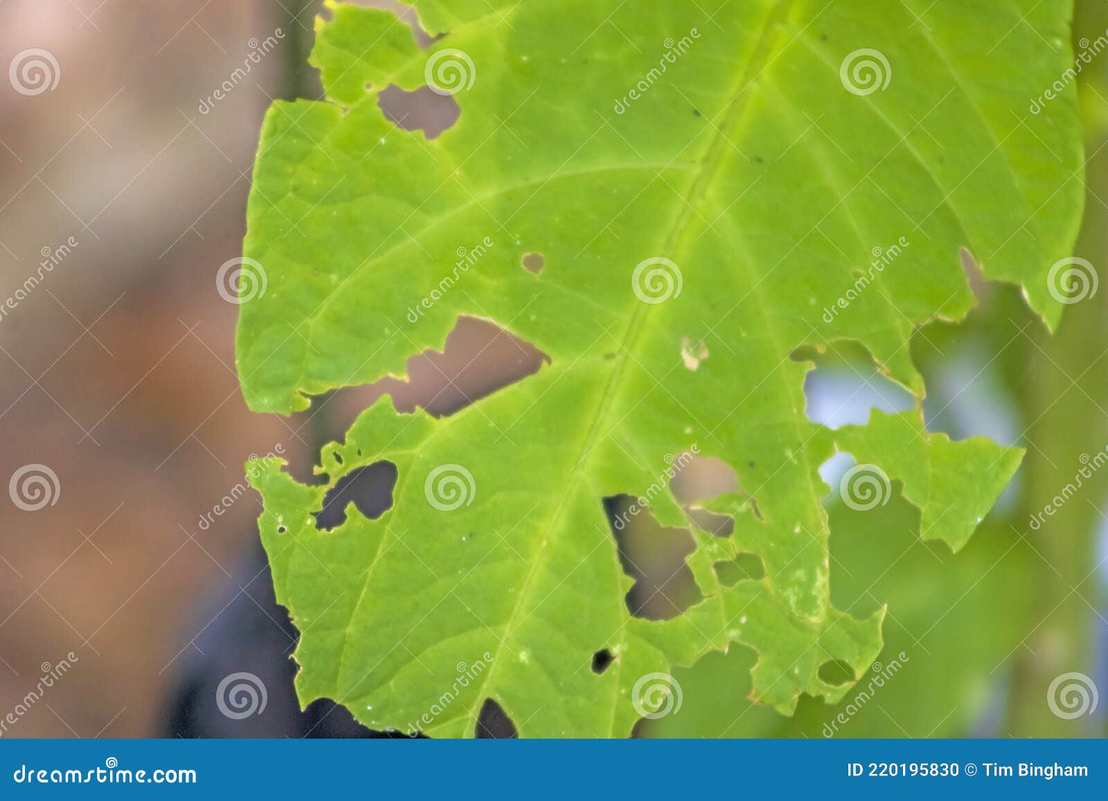 Insect Damaged Tree Leaf stock photo. Image of holes - 220195830