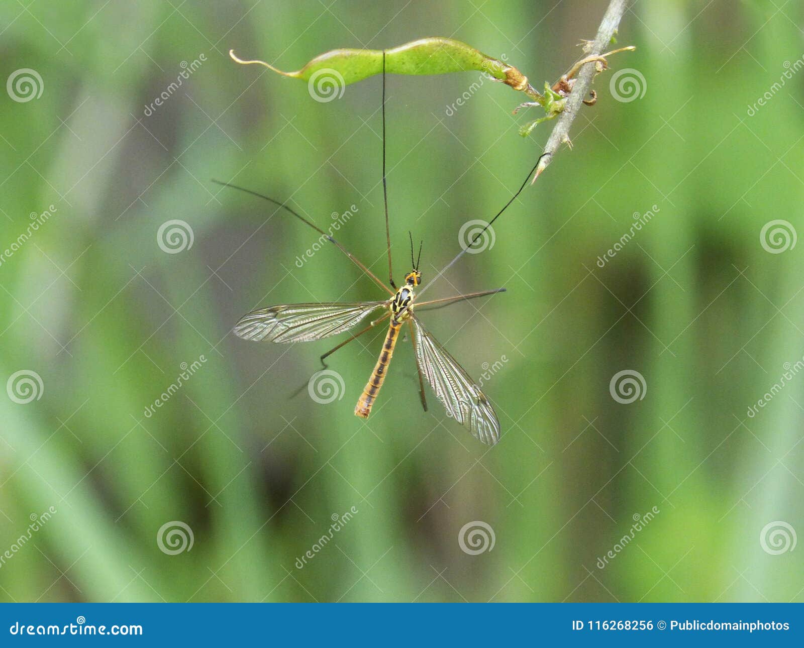 Insect, Damselfly, Invertebrate, Dragonfly Picture. Image: 116268256