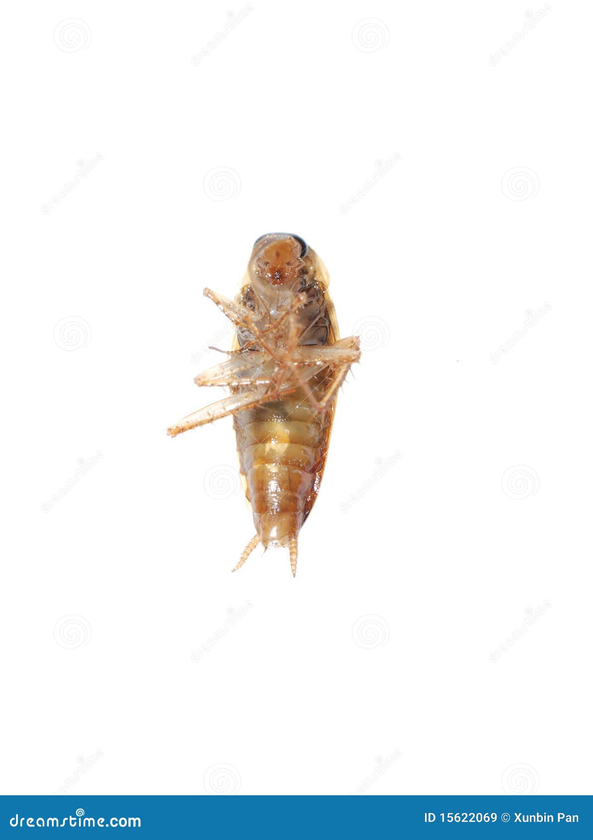Insect dead cockroach stock image. Image of health, back - 15622069
