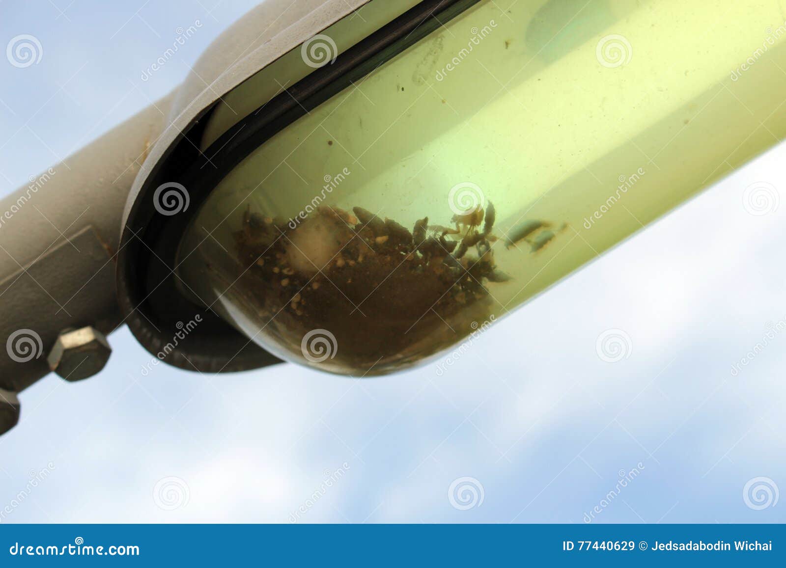 Insect dead in lamp stock image. Image of light, screen - 77440629
