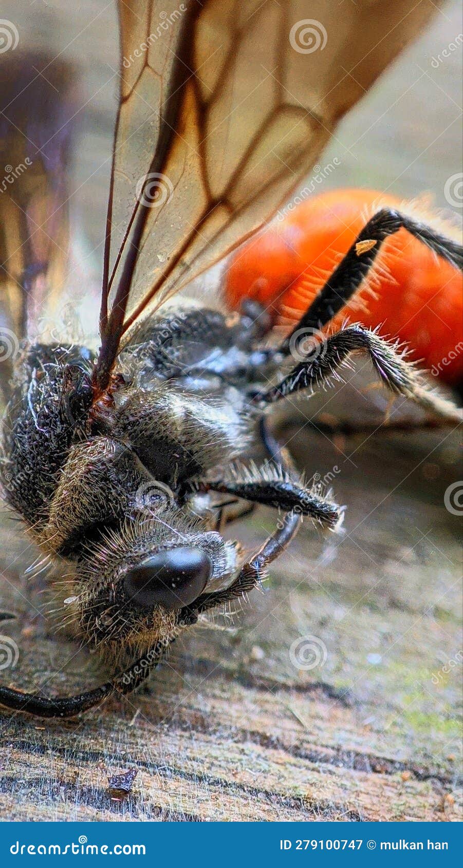 Insect the dead out dor stock image. Image of dead, yellow - 279100747