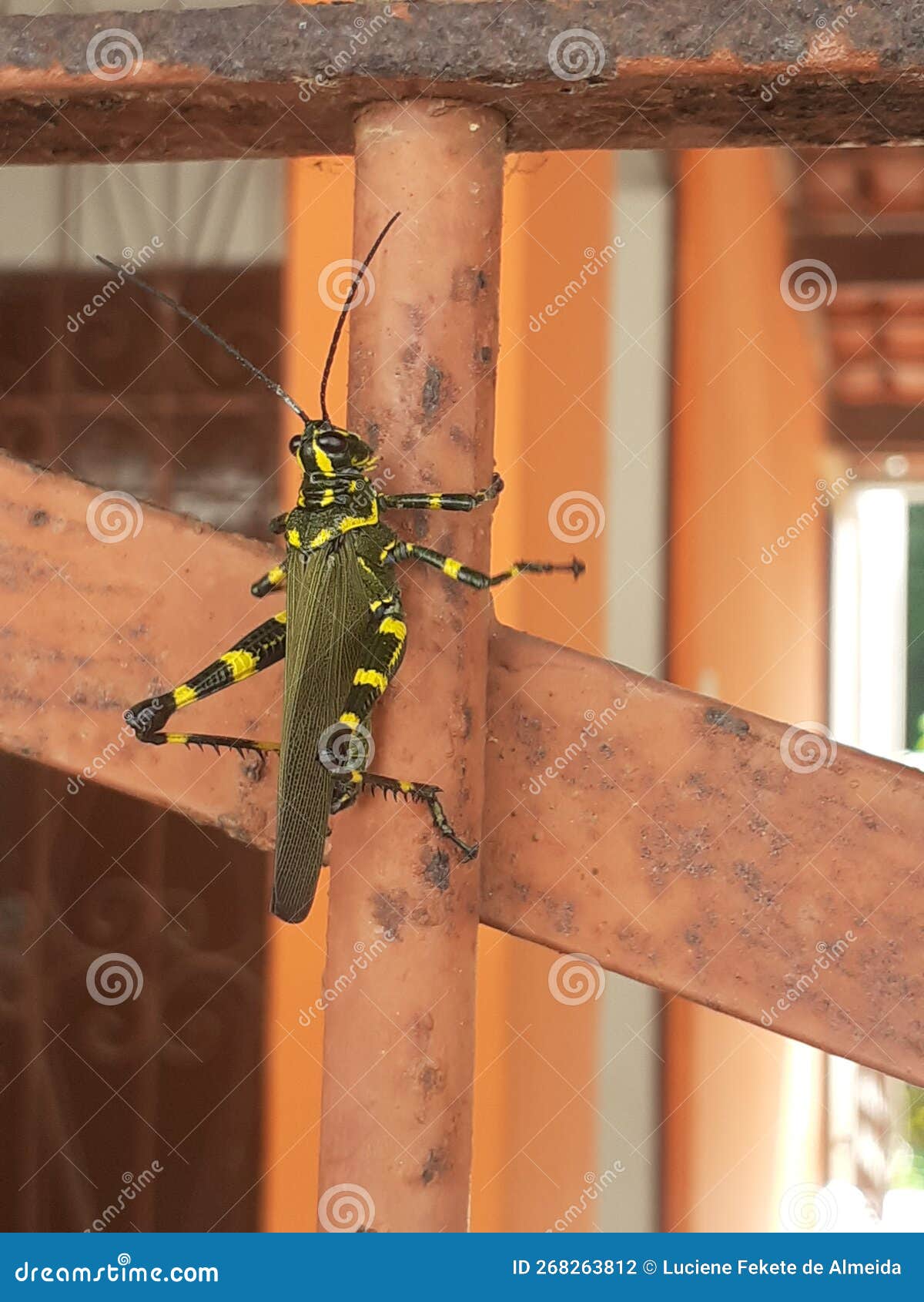 Insect design locust stock photo. Image of moth, yellow - 268263812
