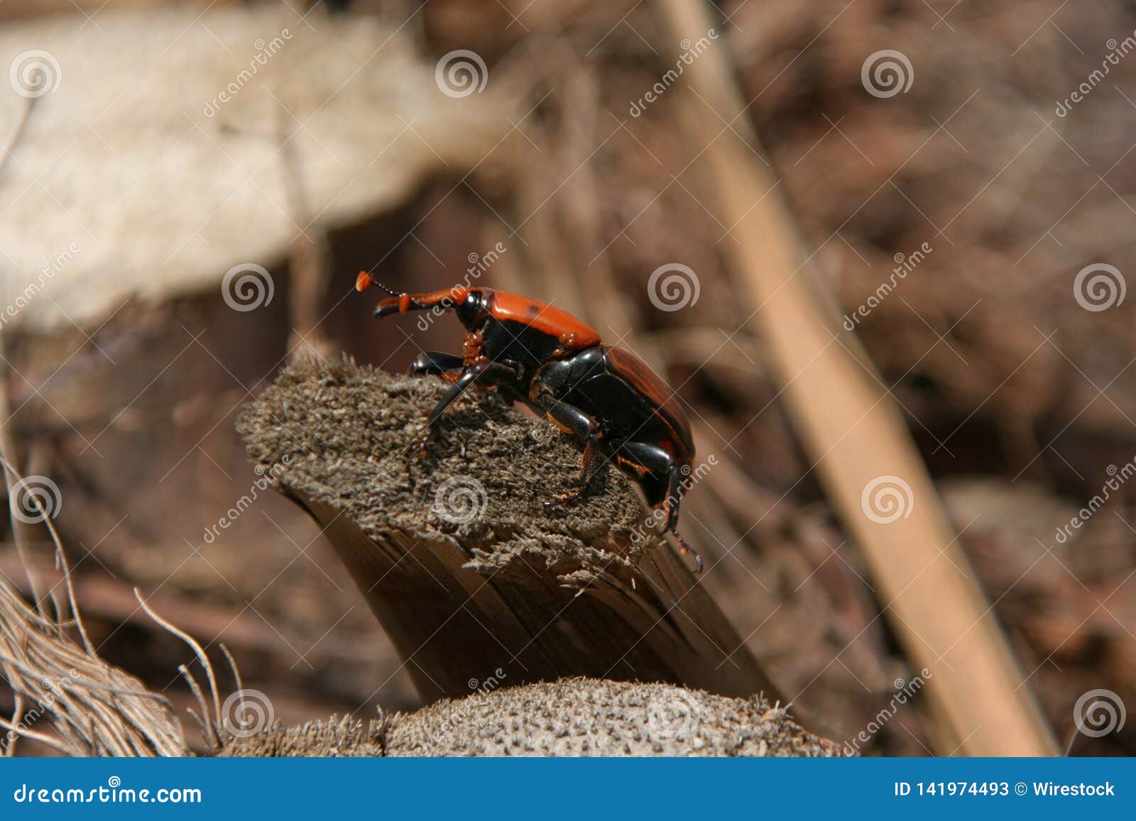 Red Palm Weevil stock image. Image of weevil, beetle - 141974493