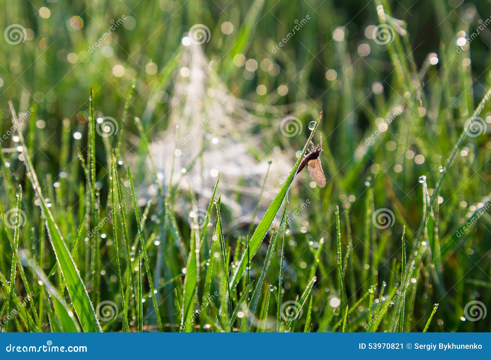 Insect in Dew Drops on the Grass Stock Image - Image of shine, meadow ...
