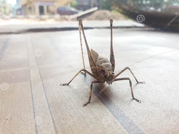 Insect stock photo. Image of single, insect, colour - 88017792