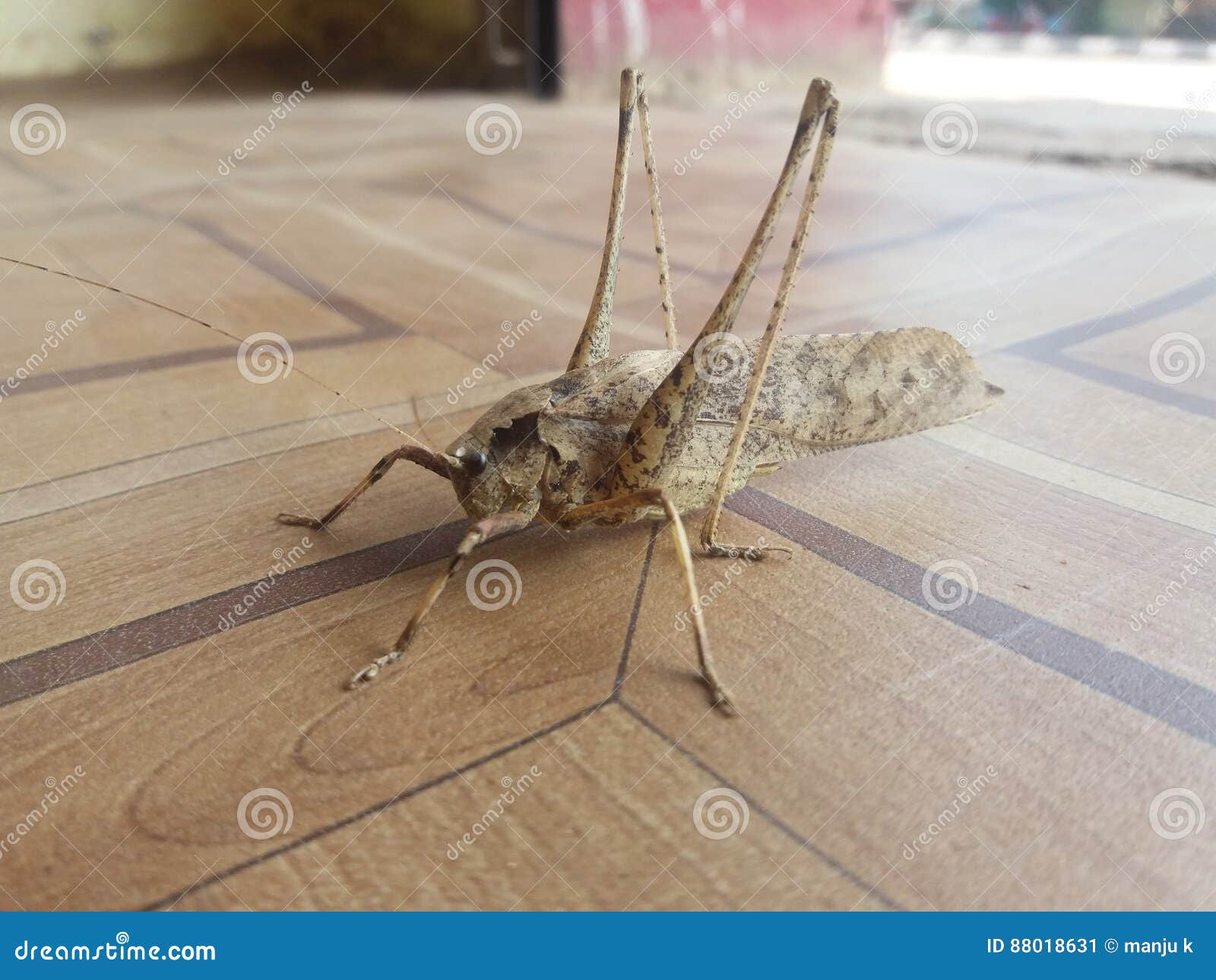 Insect stock image. Image of fauna, single, colour, locust - 88018631
