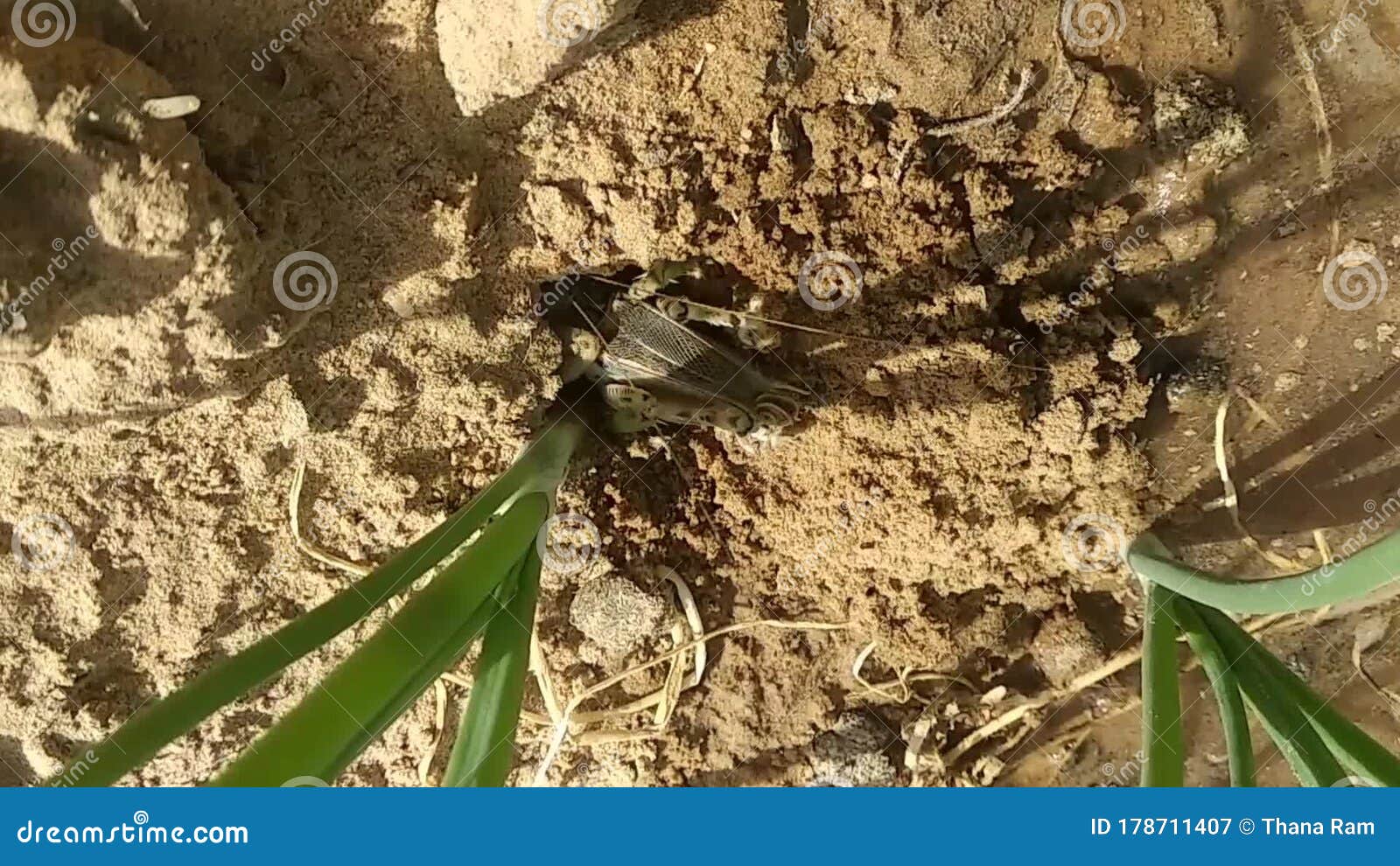 A Insect Digging Hole in the Ground Stock Video - Video of hole, food ...