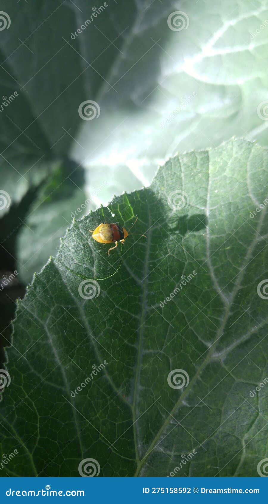 Insect doing what it does stock photo. Image of arthropod - 275158592