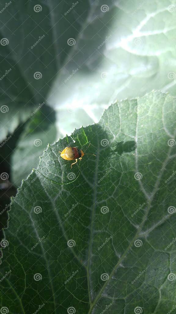 Insect doing what it does stock photo. Image of arthropod - 275158592