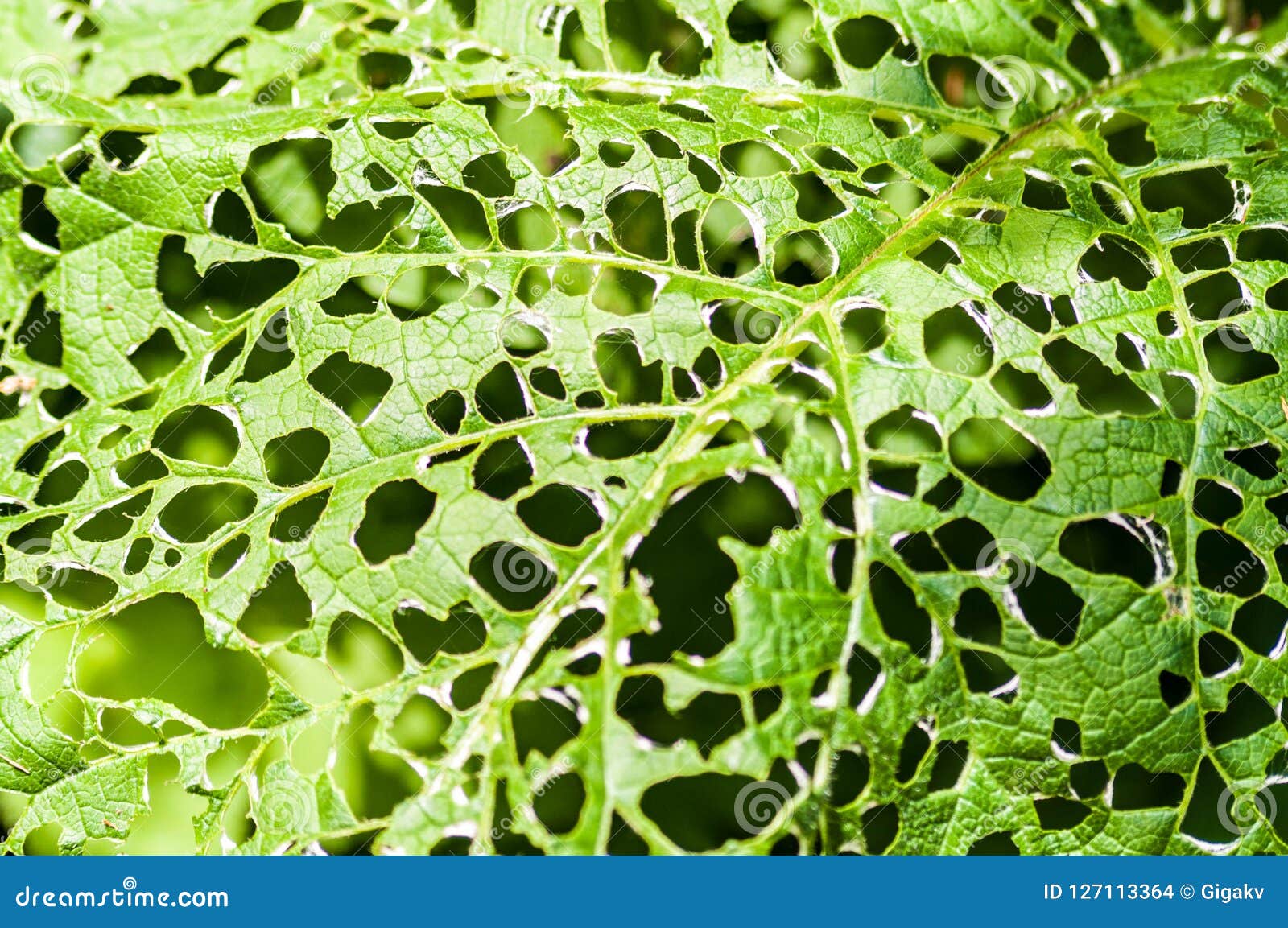 Green dotted leaf stock photo. Image of flat, concept - 127113364