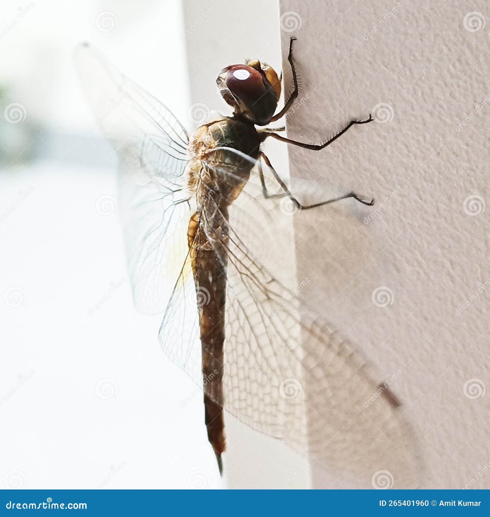 Insect Dragon fly stock photo. Image of insect, nature - 265401960