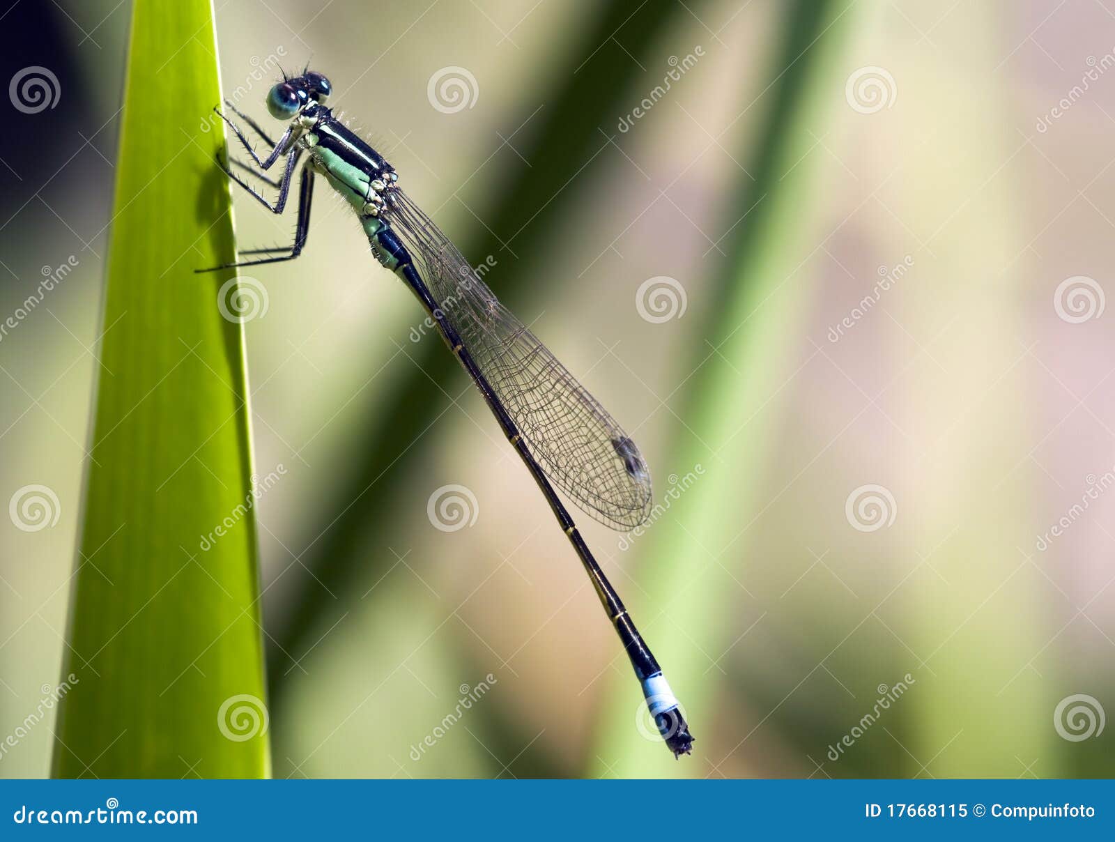 The Insect Dragonfly in the Wild Stock Image - Image of entomology ...