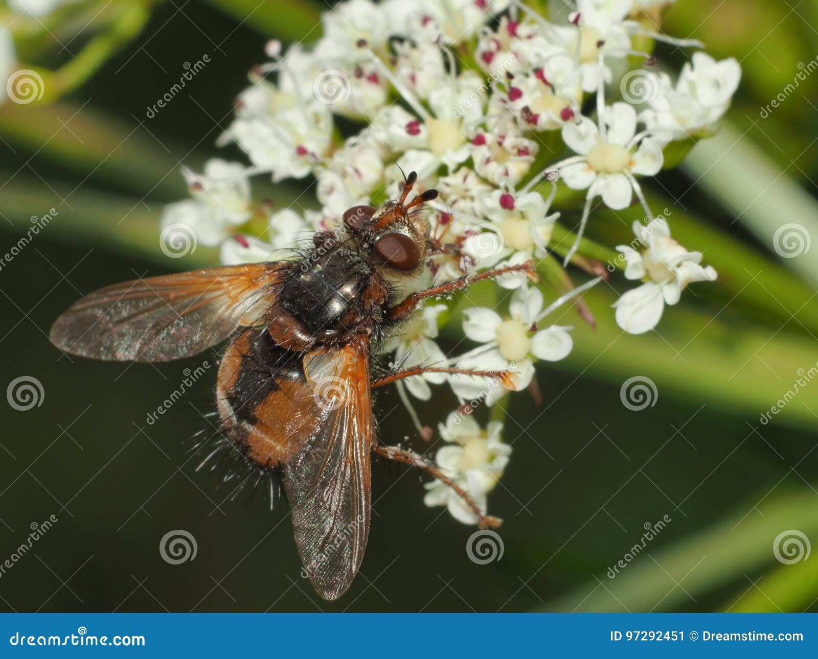 Insect drinking nectar stock image. Image of nectar, white - 97292451