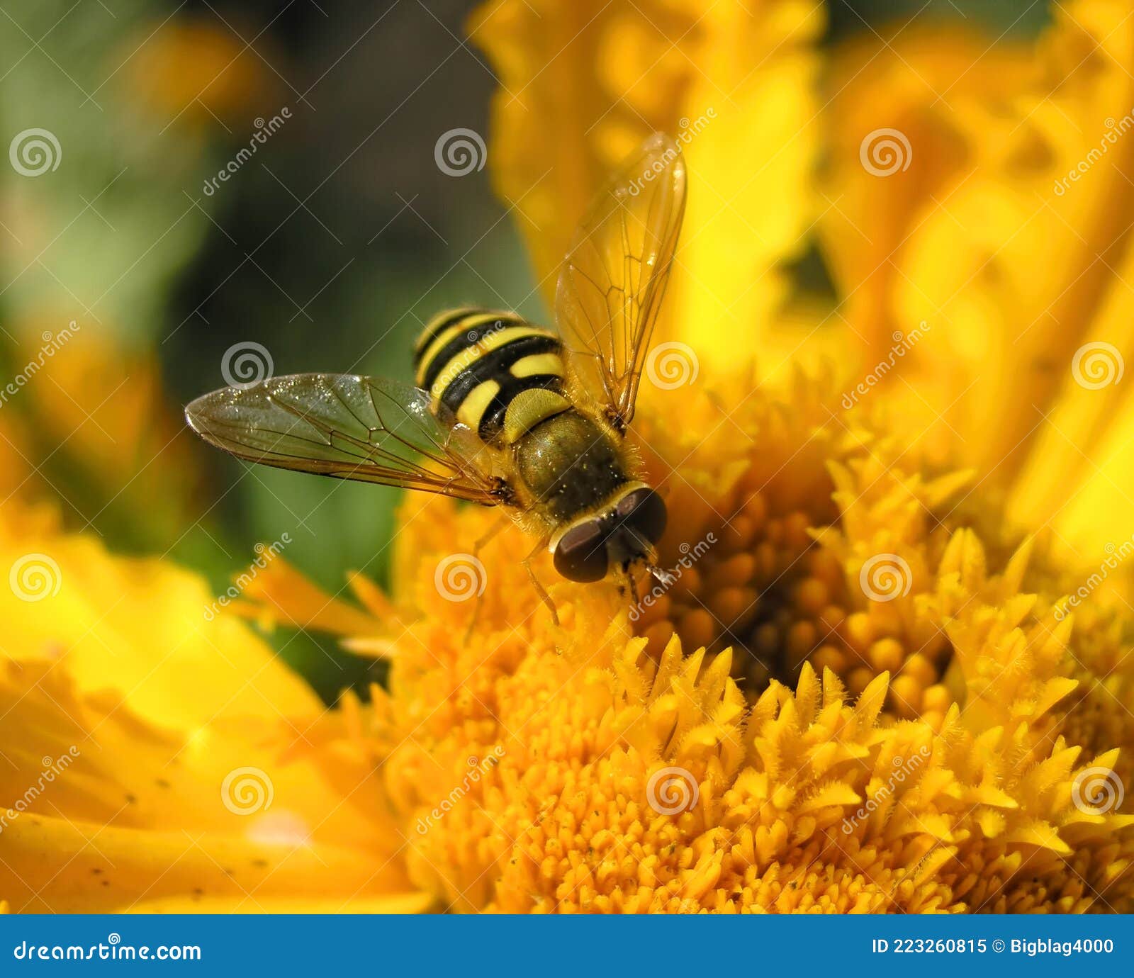 Insect Drinks Nectar.Close-up Shot. Stock Image - Image of yellow ...