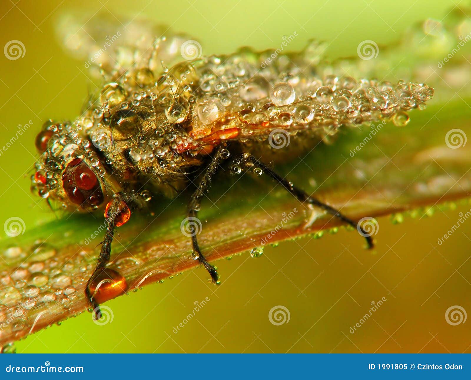 Insect In Drops Picture. Image: 1991805