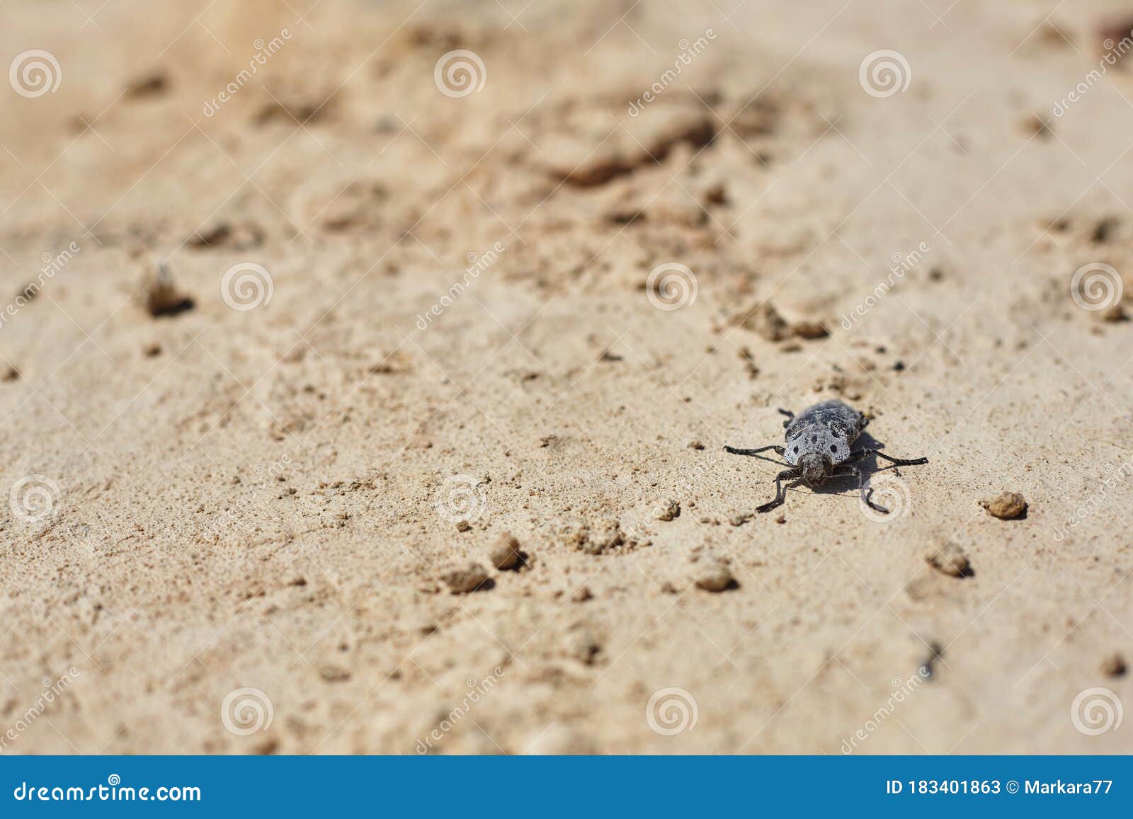 Insect on dry soil stock image. Image of closeu, millipede - 183401863