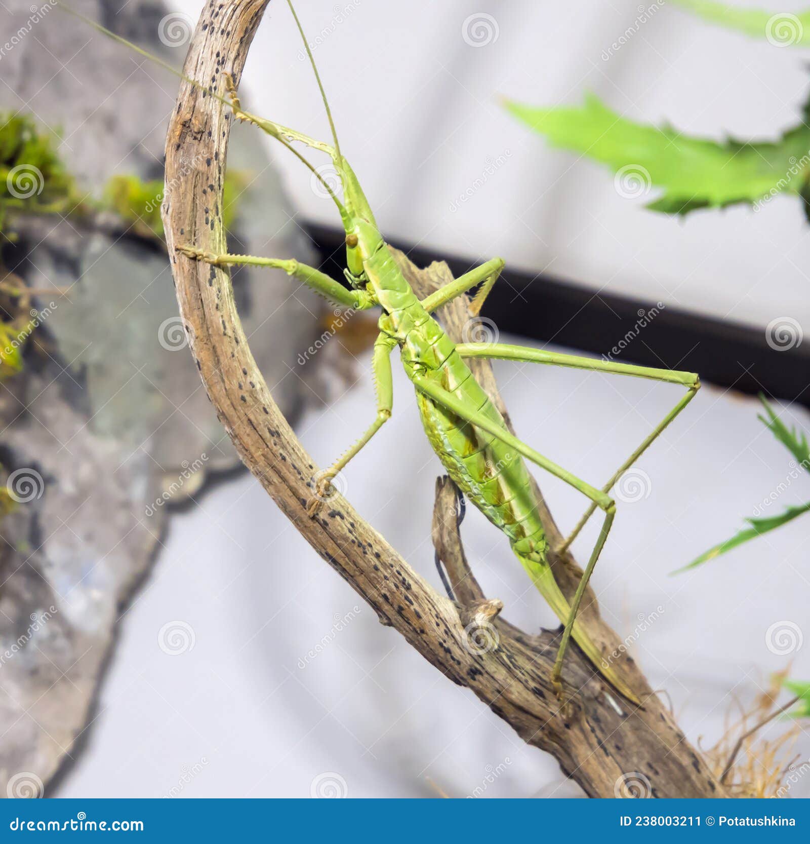 Insect Duck Steppe on a Dry Branch Stock Image - Image of wingless ...