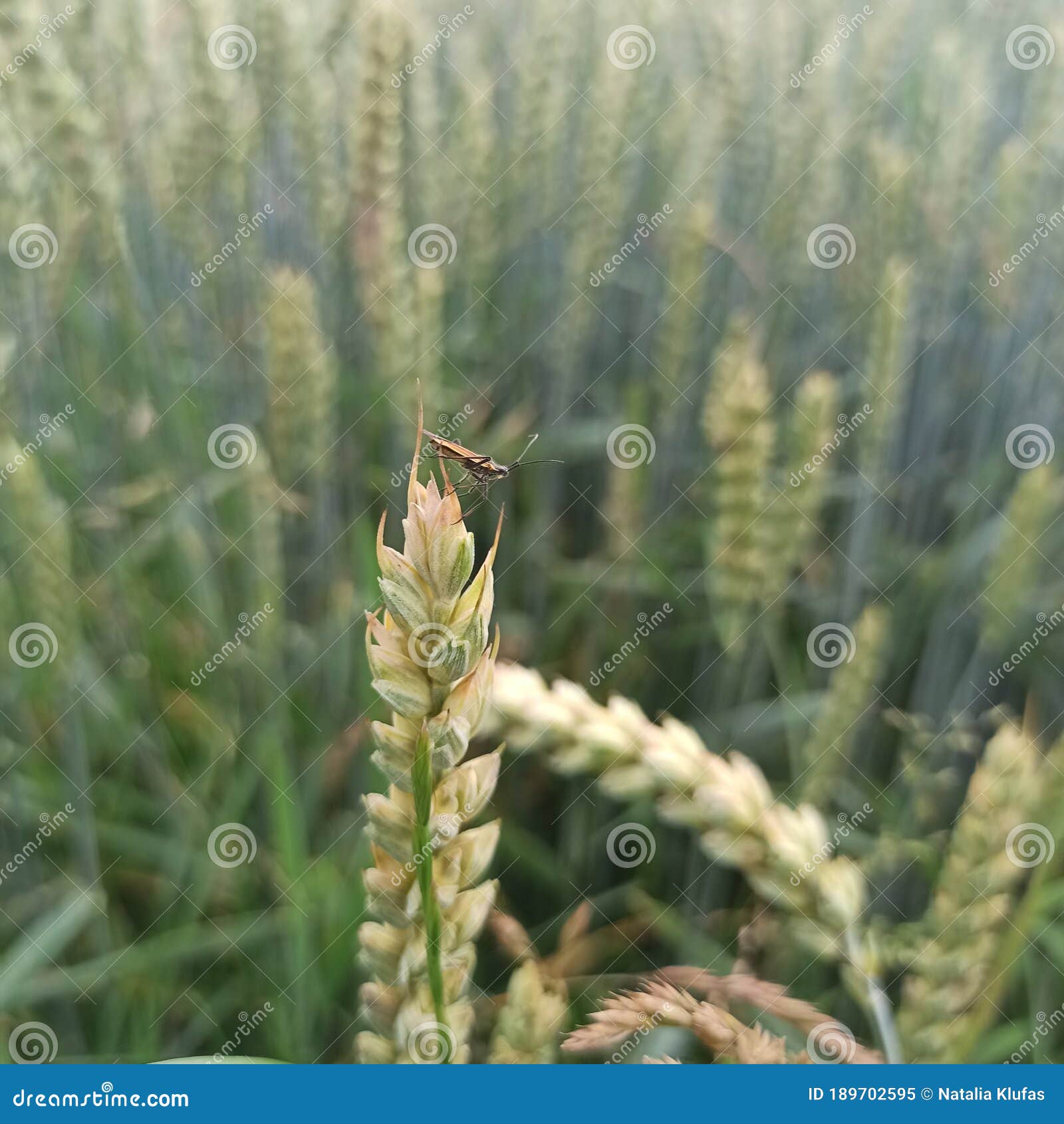 Insect on the ear stock image. Image of green, poland - 189702595