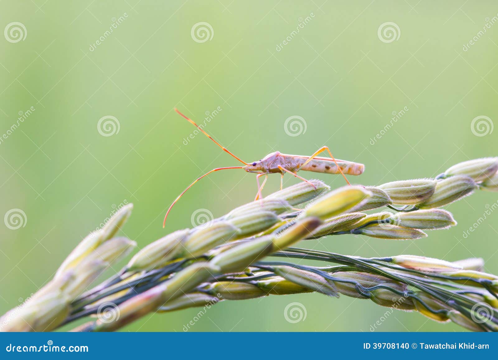 Insect stock photo. Image of thai, colour, green, animal - 39708140