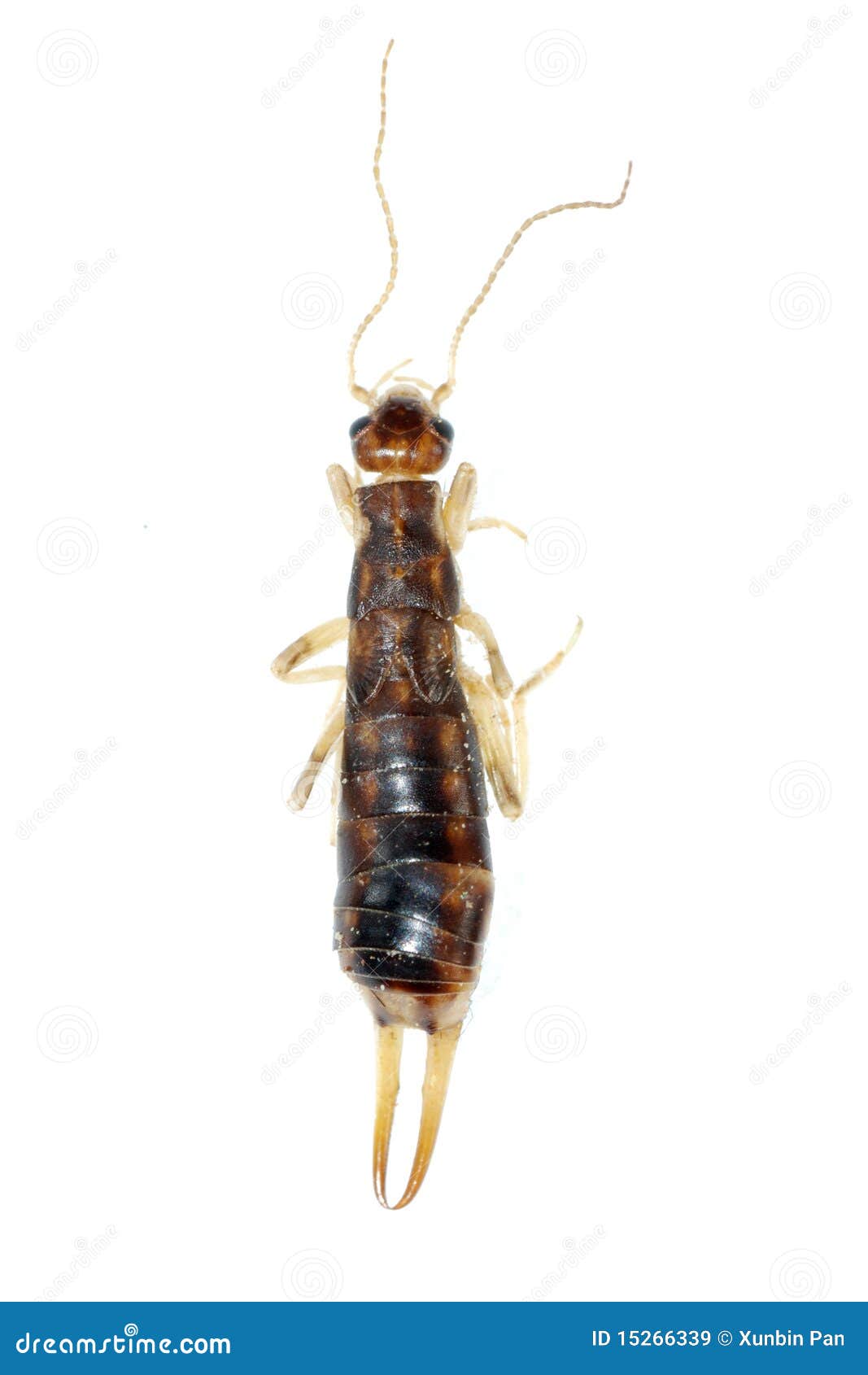 Insect earwig isolated stock image. Image of cerci, striped - 15266339