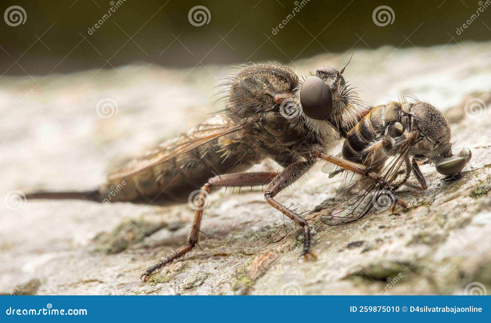 Insect Eating Another Insect Invertebrate Macro Potho Stock Photo ...