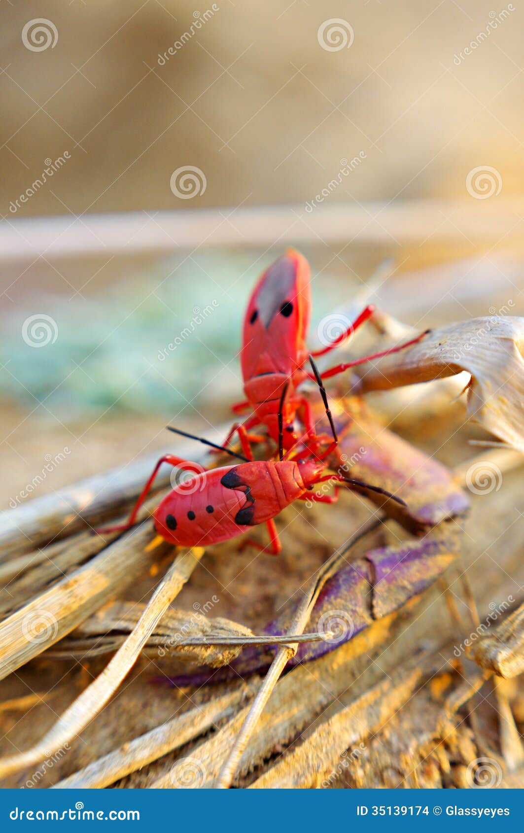 Insect eating crab s leg stock photo. Image of bugs, papillosa - 35139174