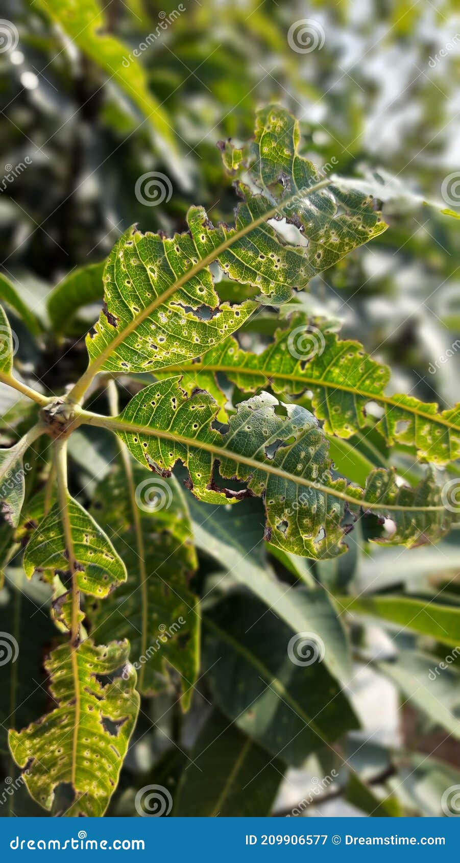 Insect Eating Mango Leafs, Insect Infected Leafs Stock Image - Image of ...