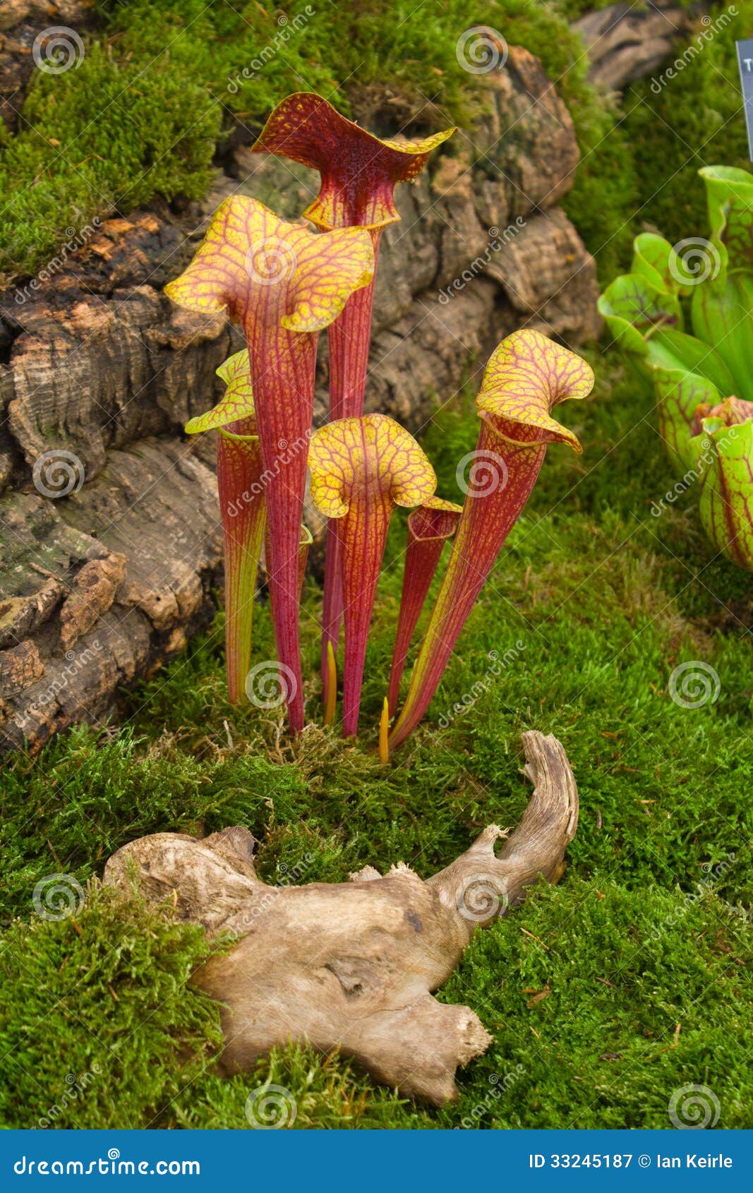 Insect Bug Eating Another Little Insect Bug On The Plant Royalty-Free ...