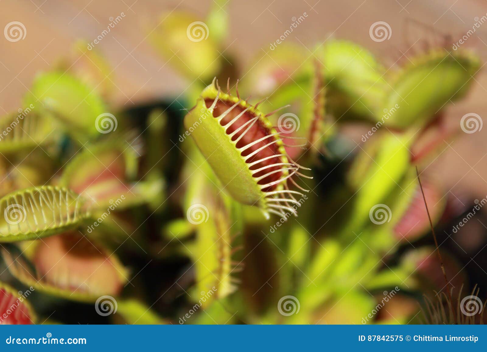Insect Eating Plant Royalty-Free Stock Image | CartoonDealer.com #43081924