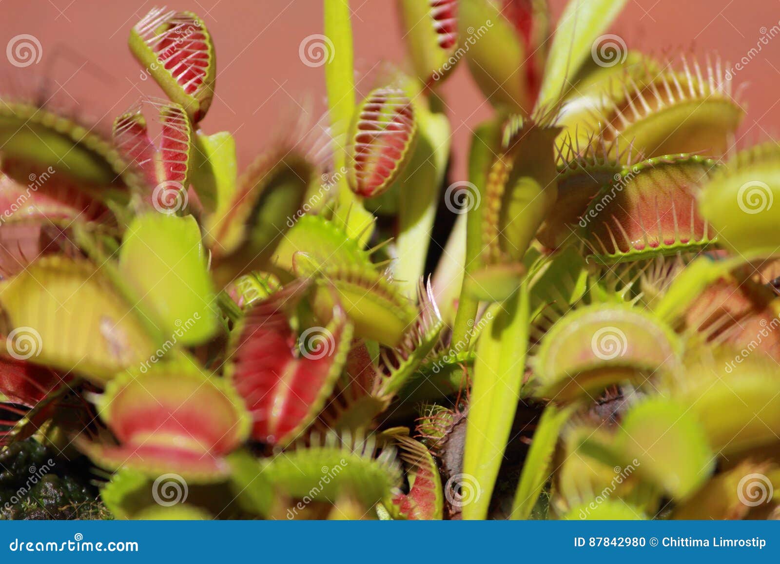 Doe Eating Plants Stock Photo | CartoonDealer.com #28106598