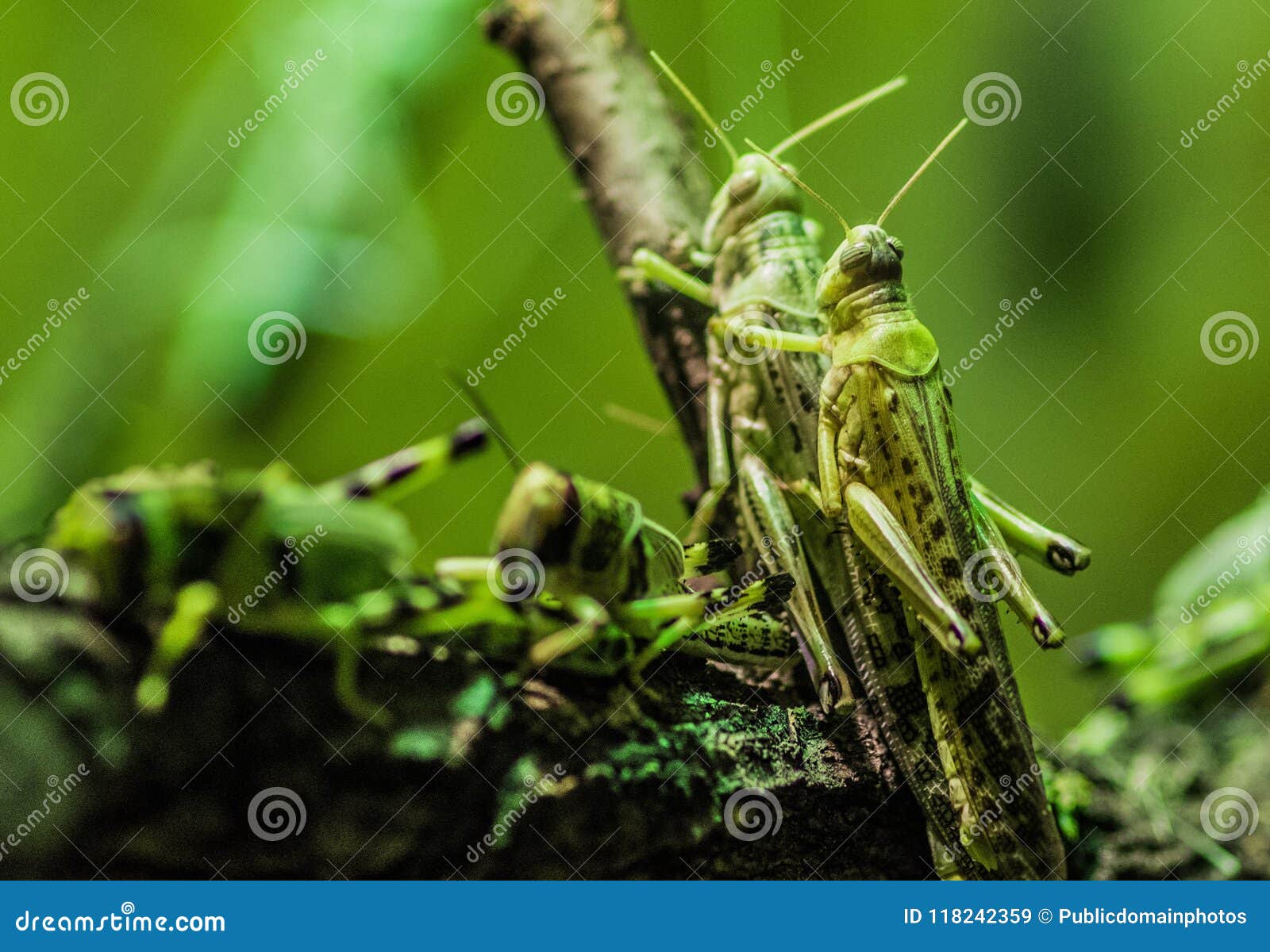 Insect, Ecosystem, Grasshopper, Invertebrate Picture. Image: 118242359